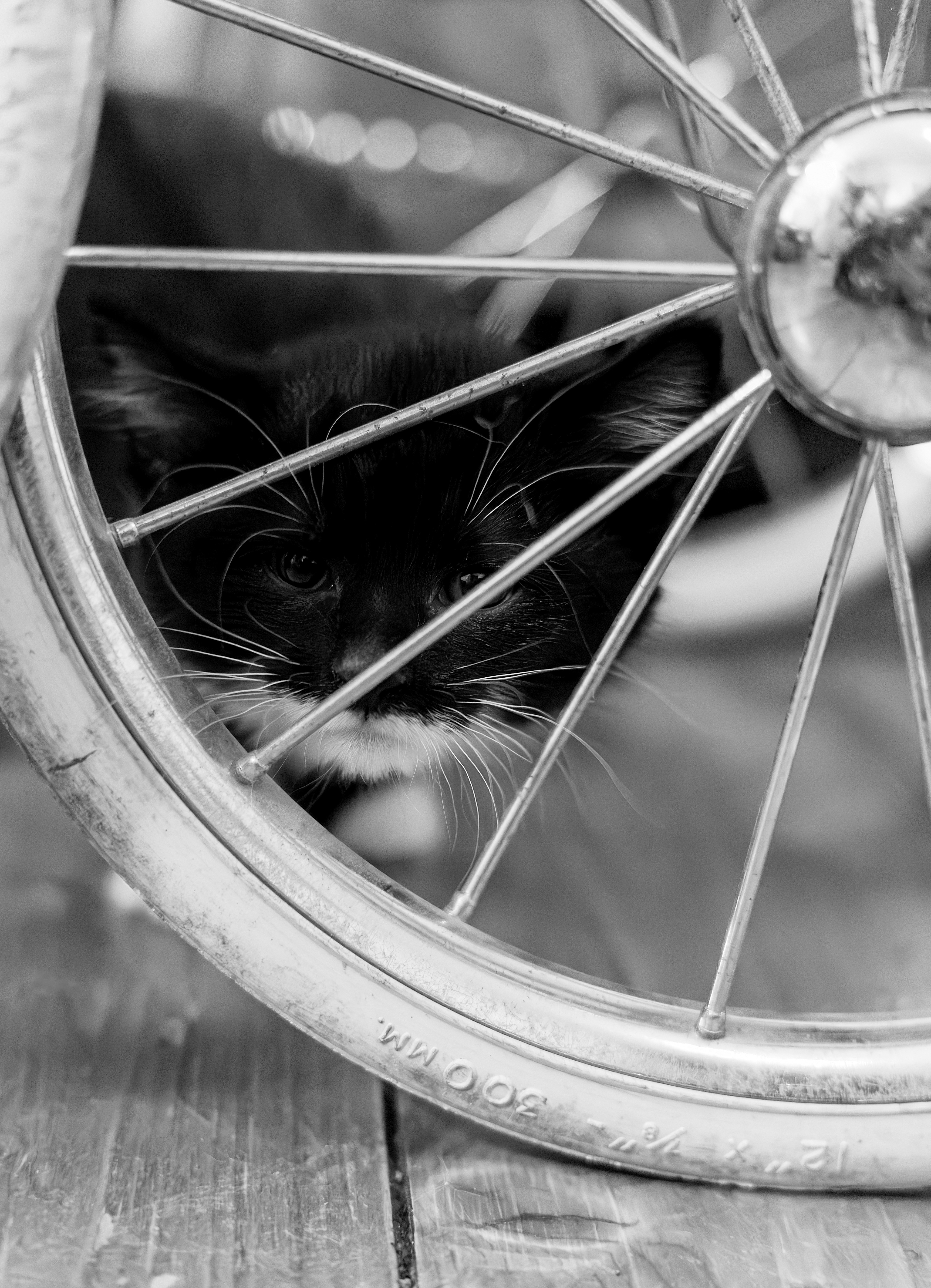 Hidden Gaze Behind the Spokes: A Black Cat in a Bicycle Wheel