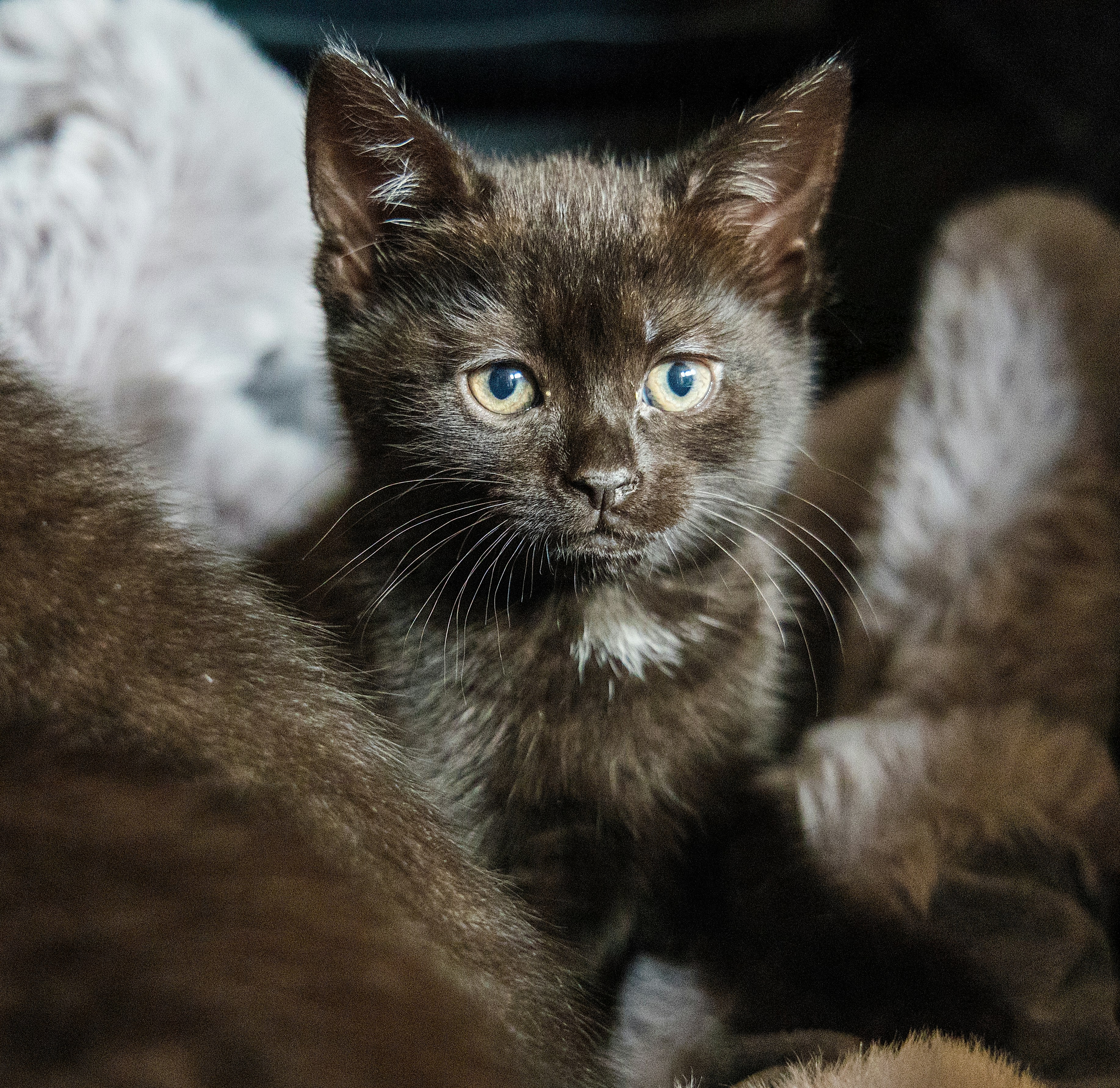 Bright-Eyed Kitten Emerges from the Cozy Nest