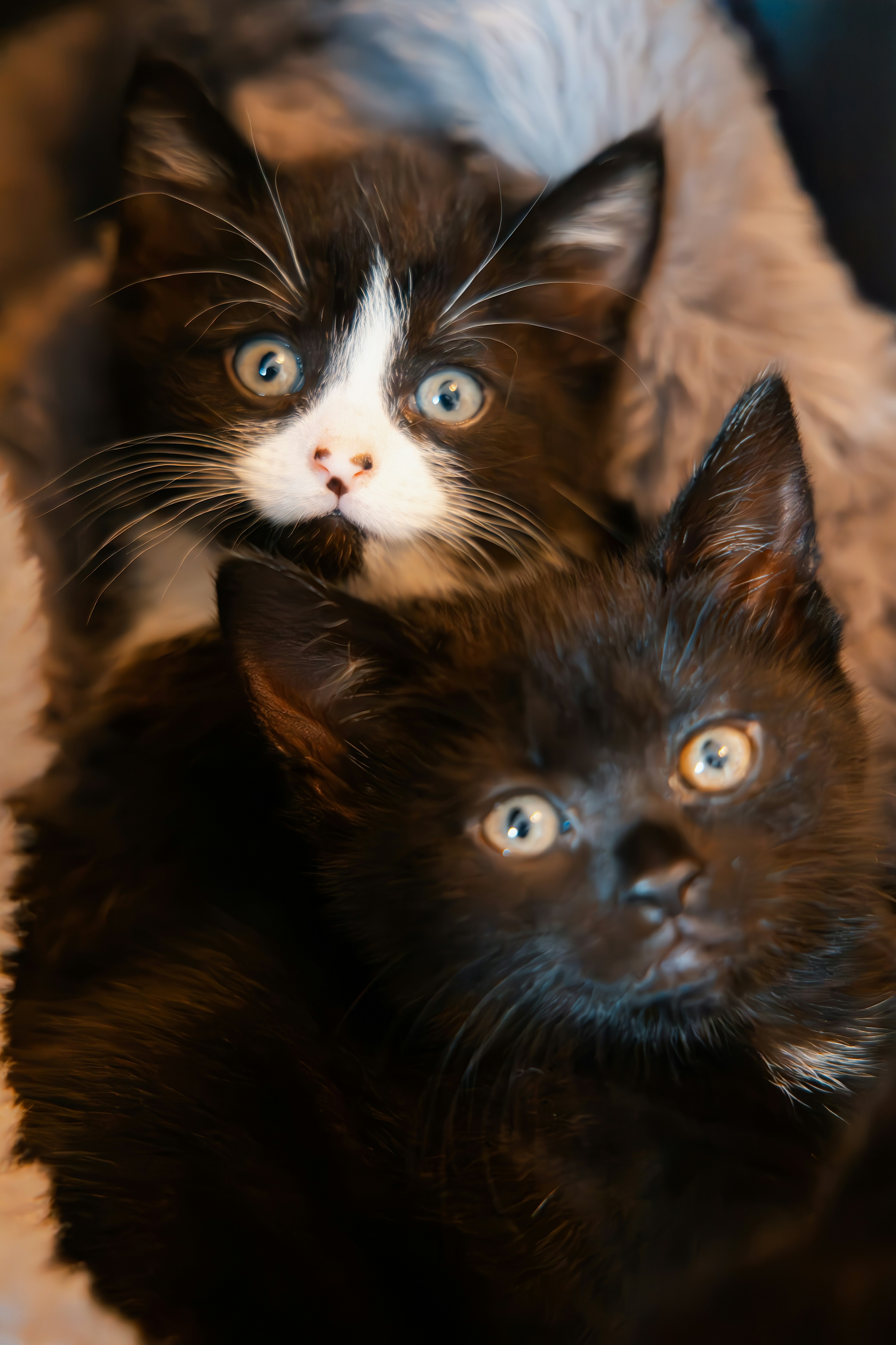 Twin Mysteries: Kittens in a Cozy Nook
