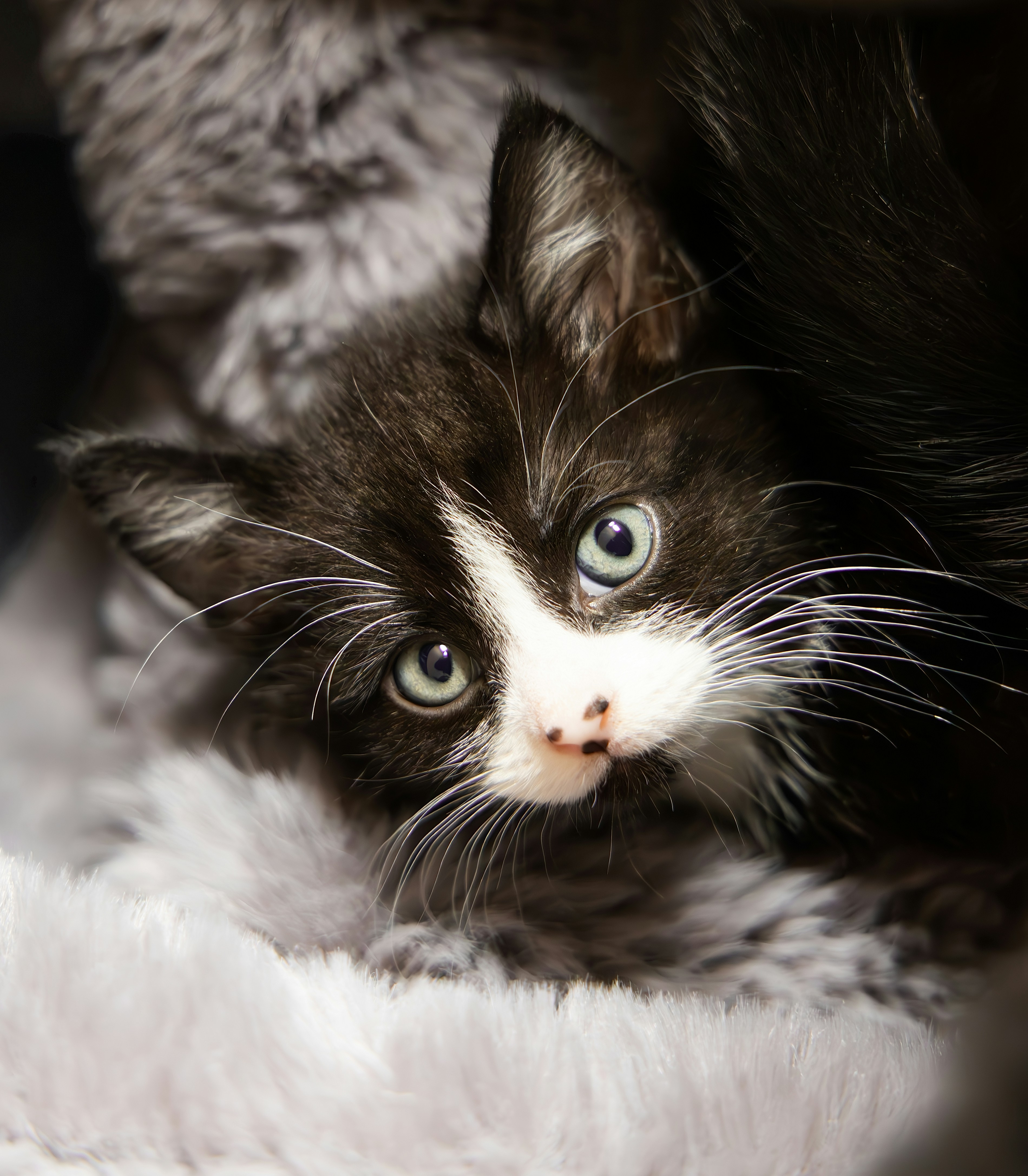 Emerald Gaze in a Cozy Fur Nook