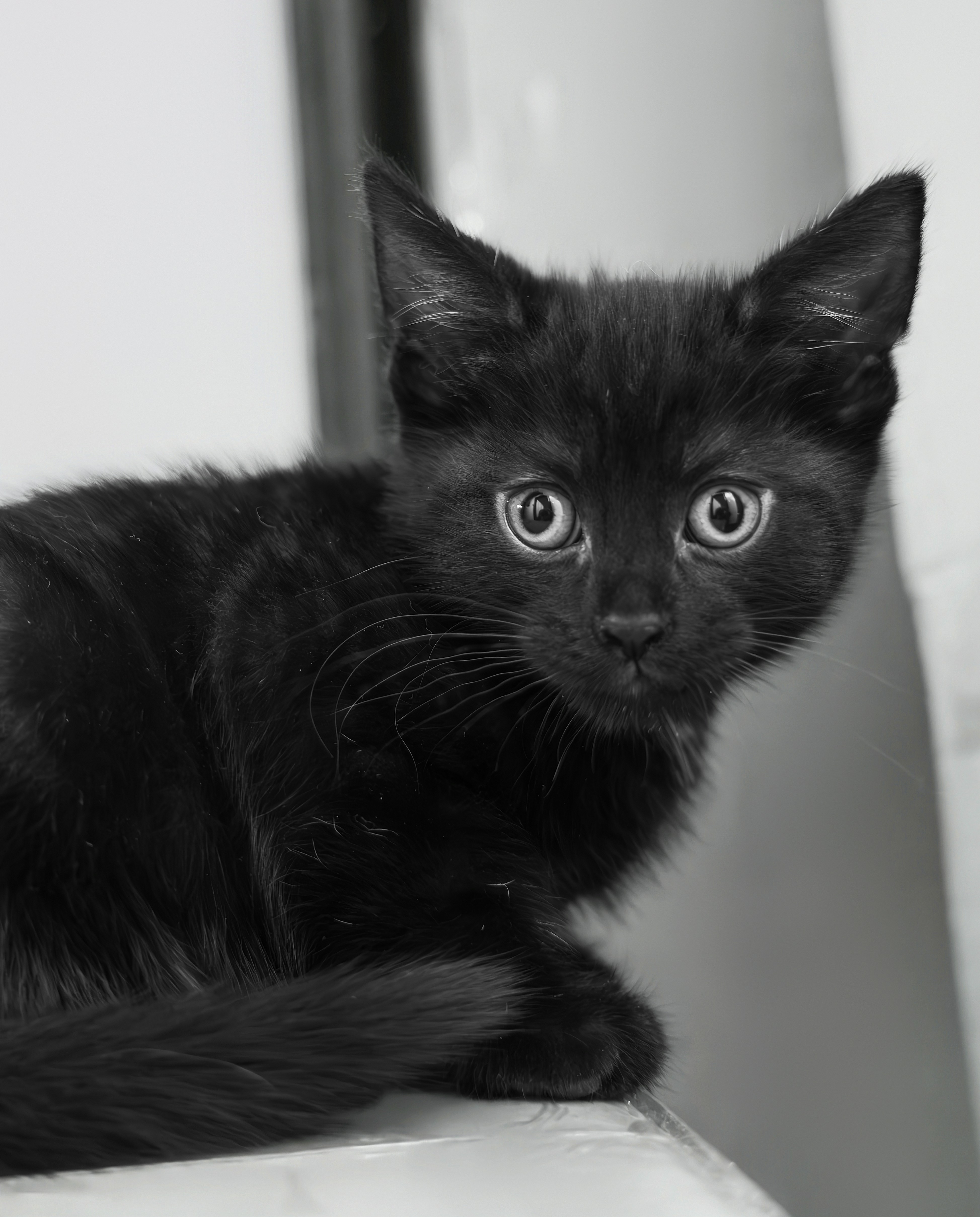 Midnight Whiskers: A Curious Black Kitten at the Step of Light
