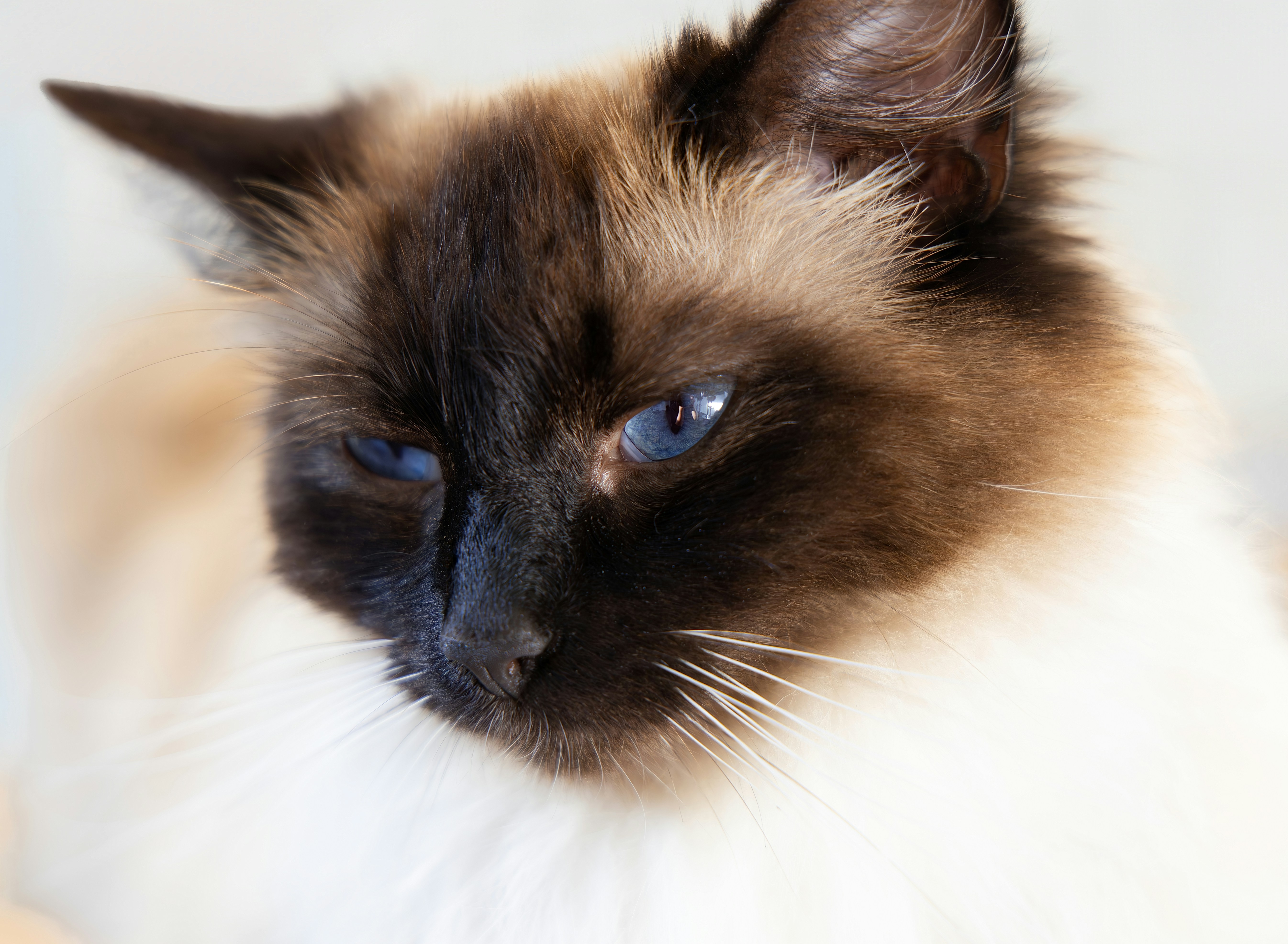 A fluffy cat with dark brown face and blue eyes.