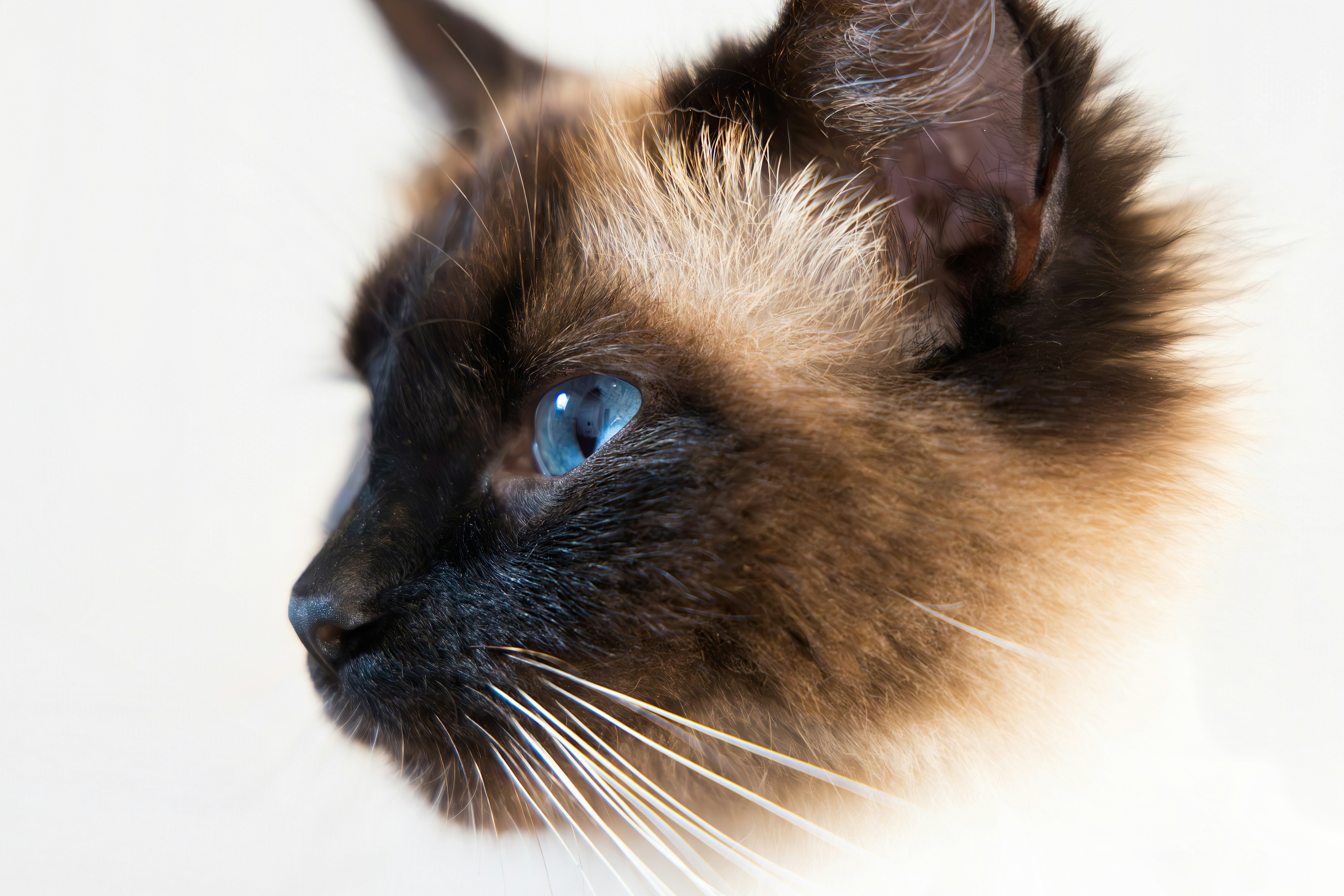 Azure Gaze: A Cat’s Quiet Thought