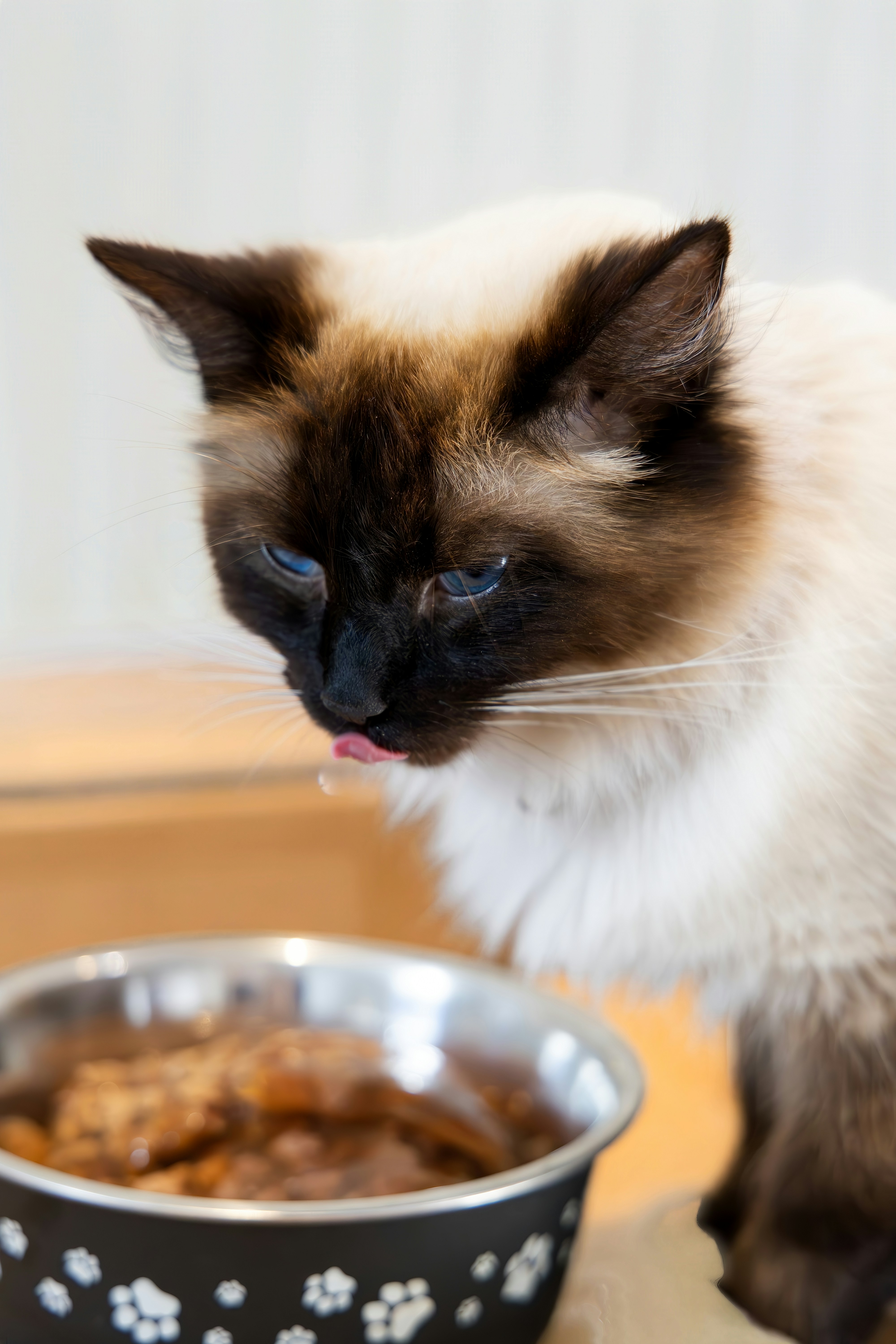 Mocha-Masked Cat at the Food Bowl