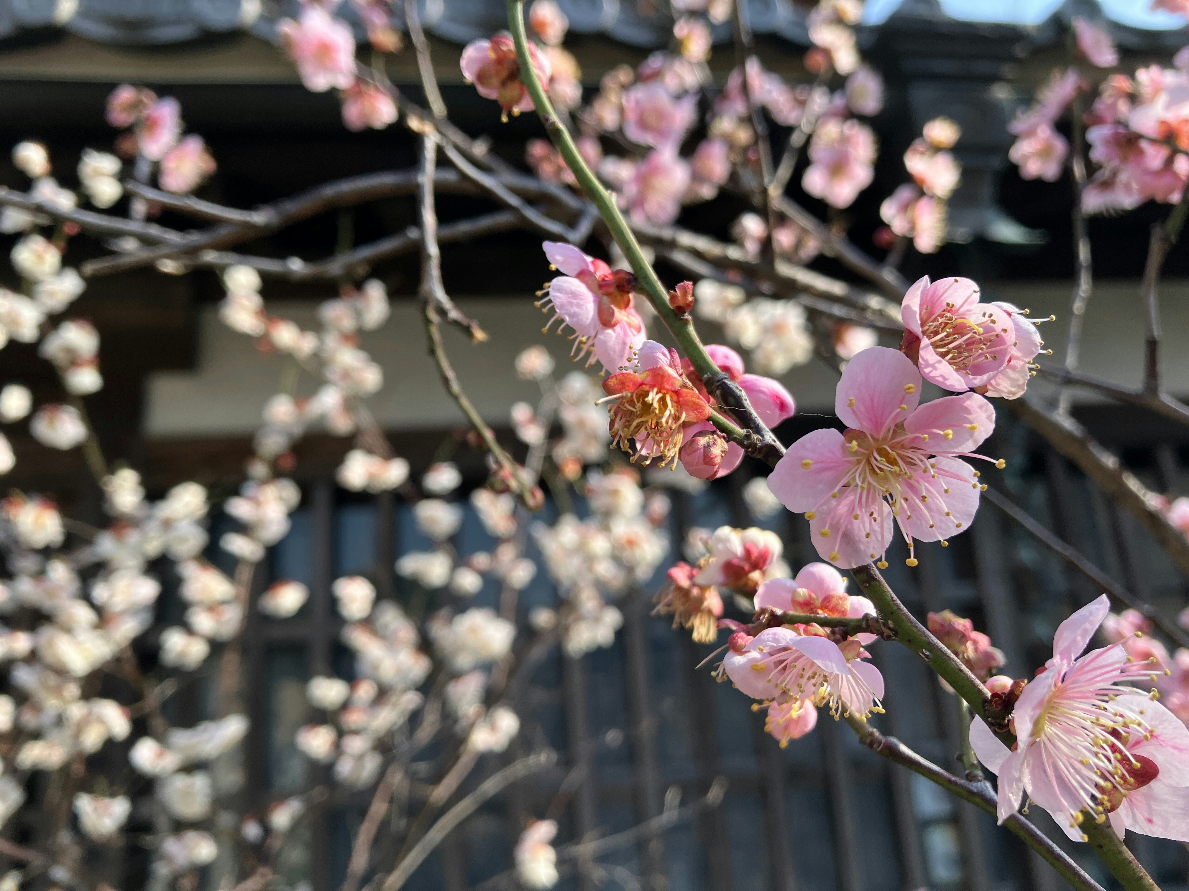Pink Bloom Verge: A Branch of Cherry Blossoms Framing a Traditional Roof
