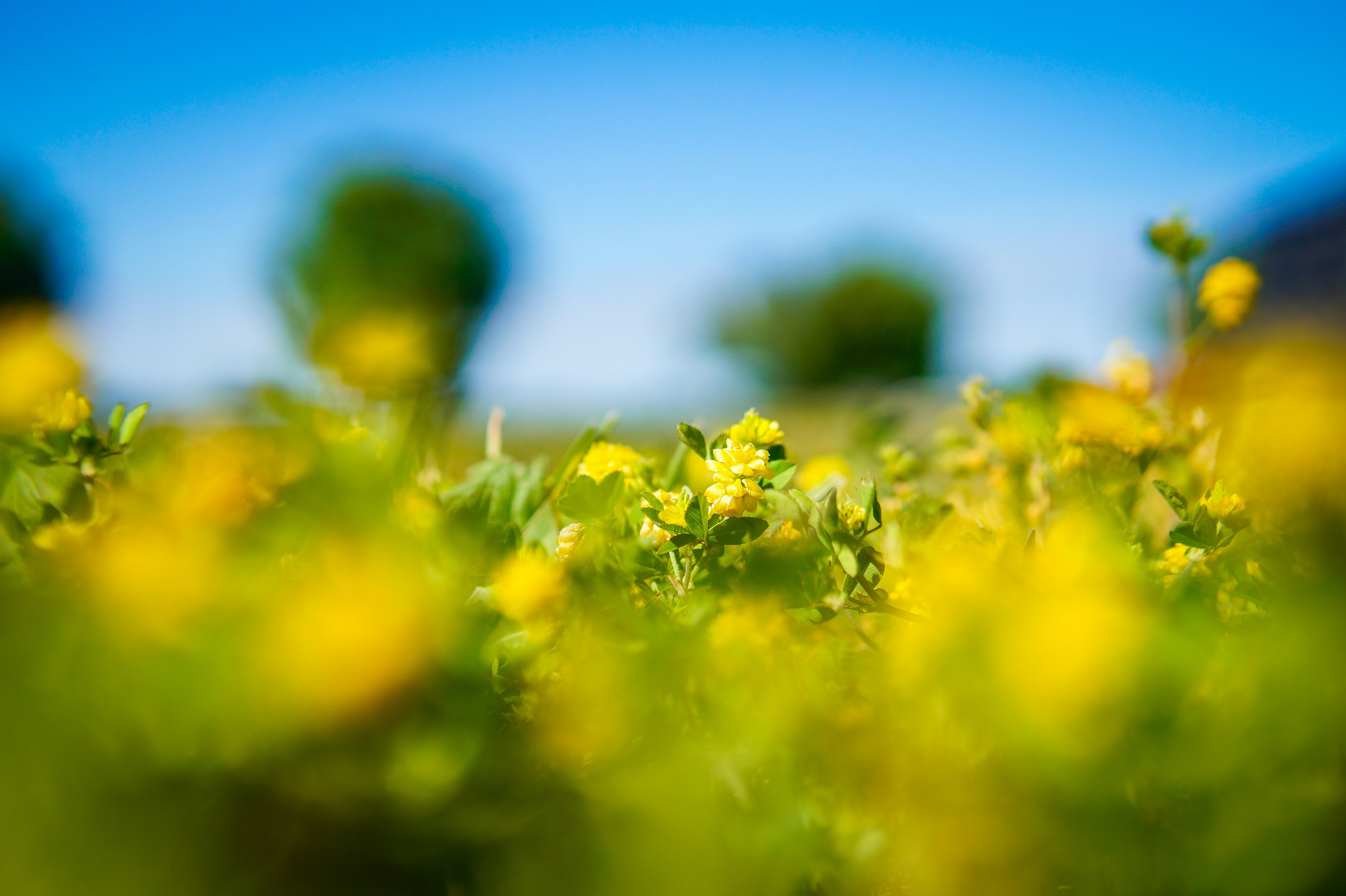 Yellow Blooms in a Sunlit Field
