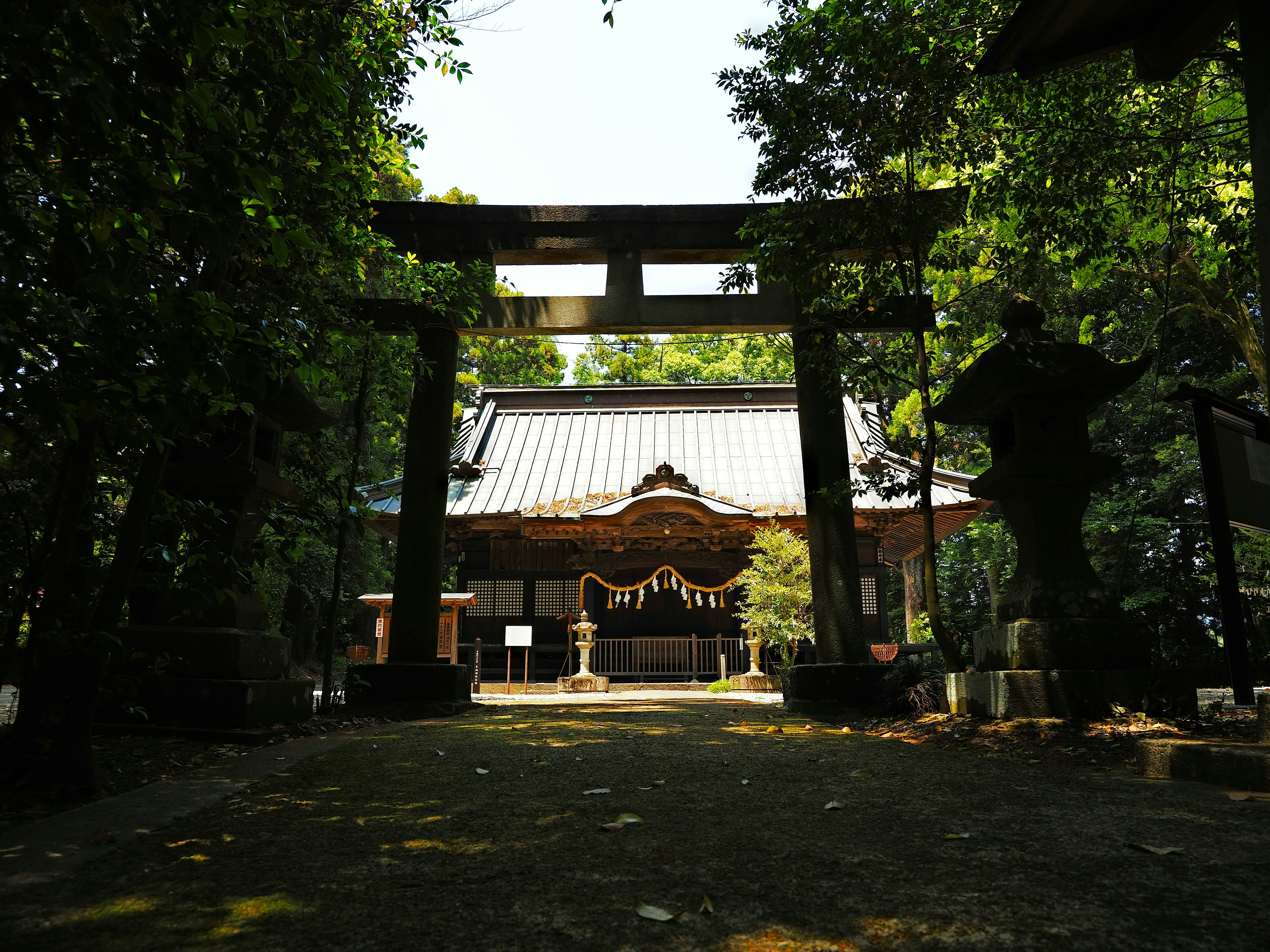 Gateway through the Torii: a quiet shrine path under dappled shade