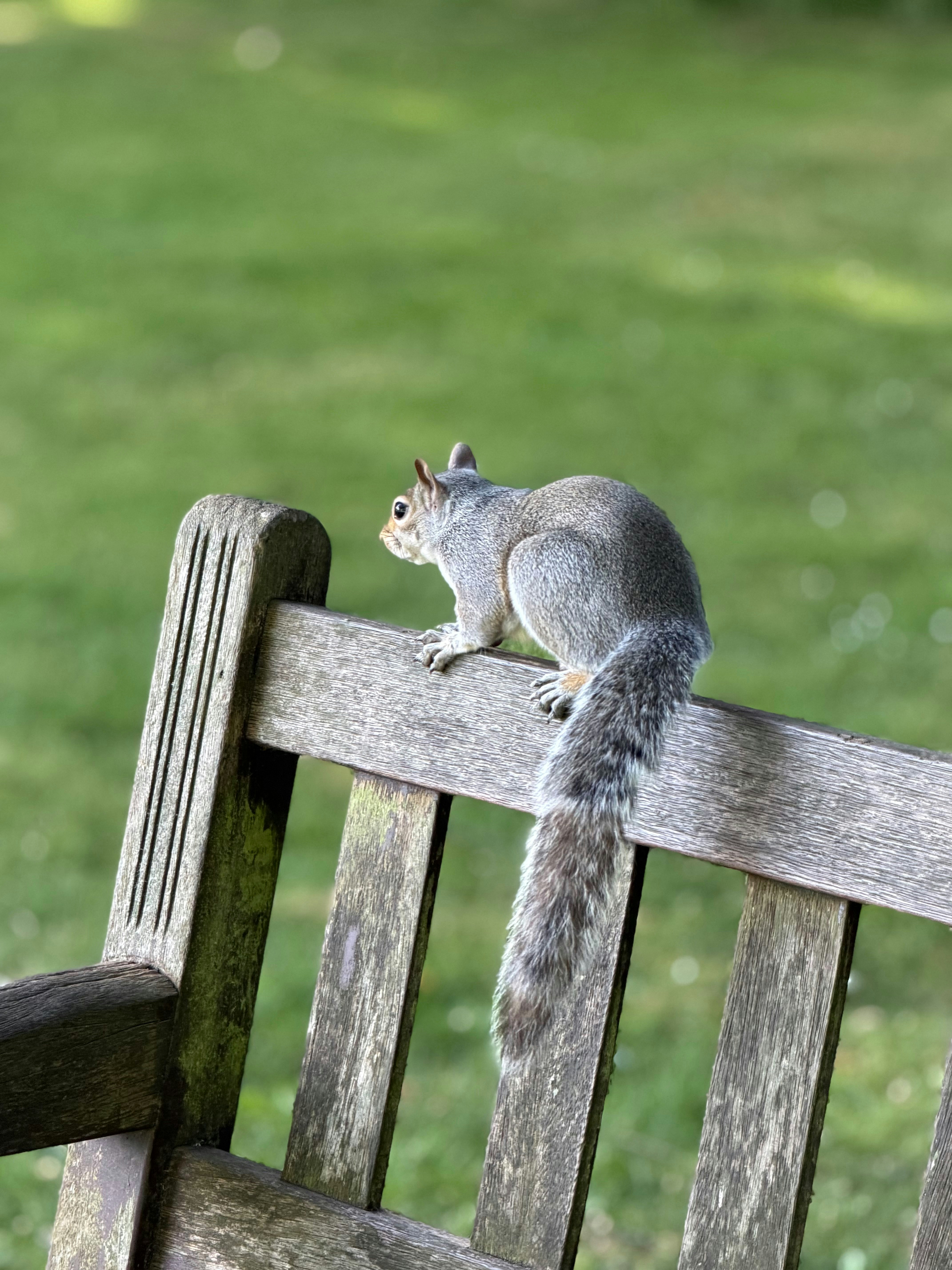 Squirrel on a Weathered Bench: A Moment of Quiet Balance
