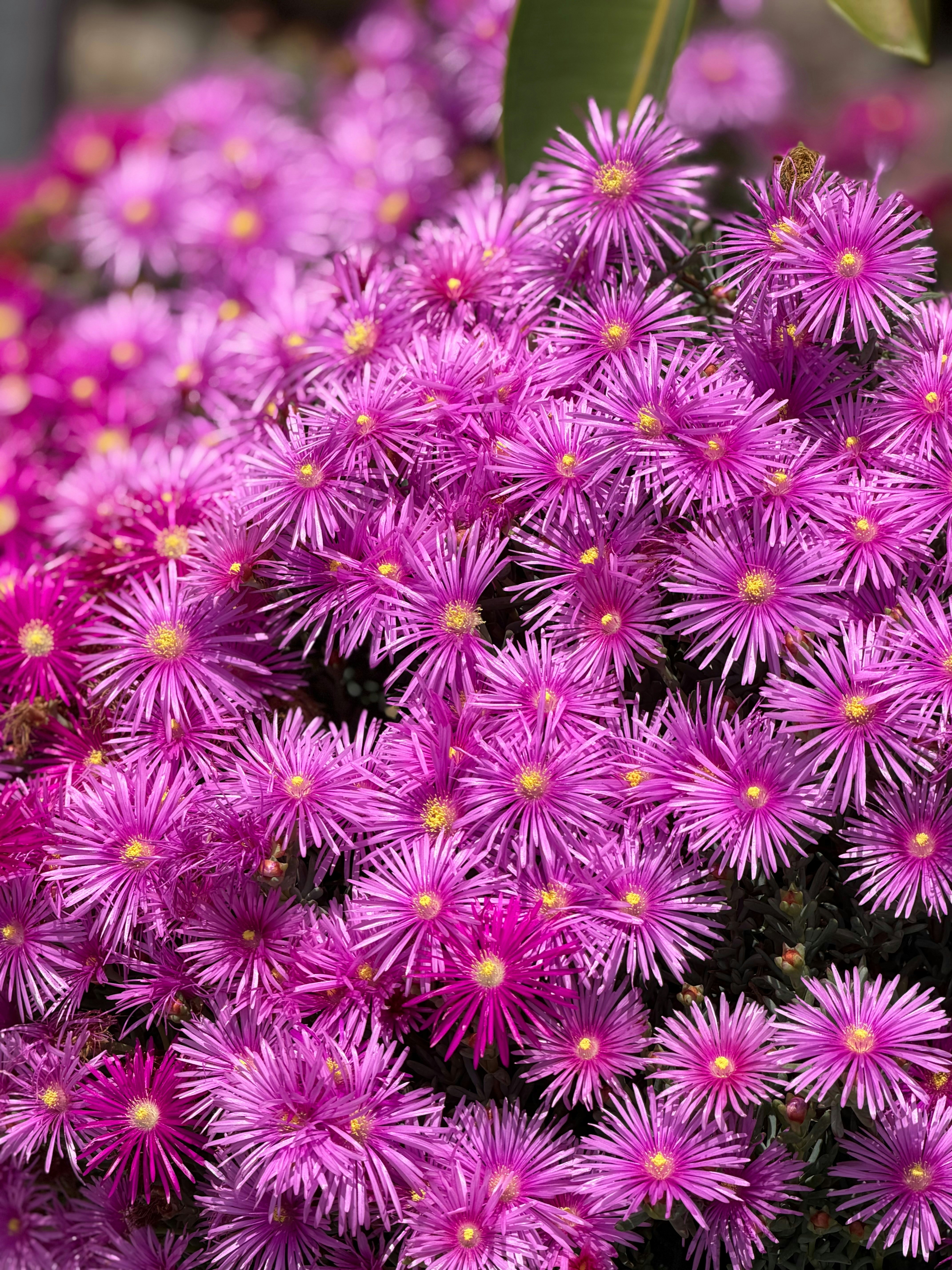 Dense cluster of pink-purple flowers with bright yellow centers fills the frame, creating a vivid floral carpet.