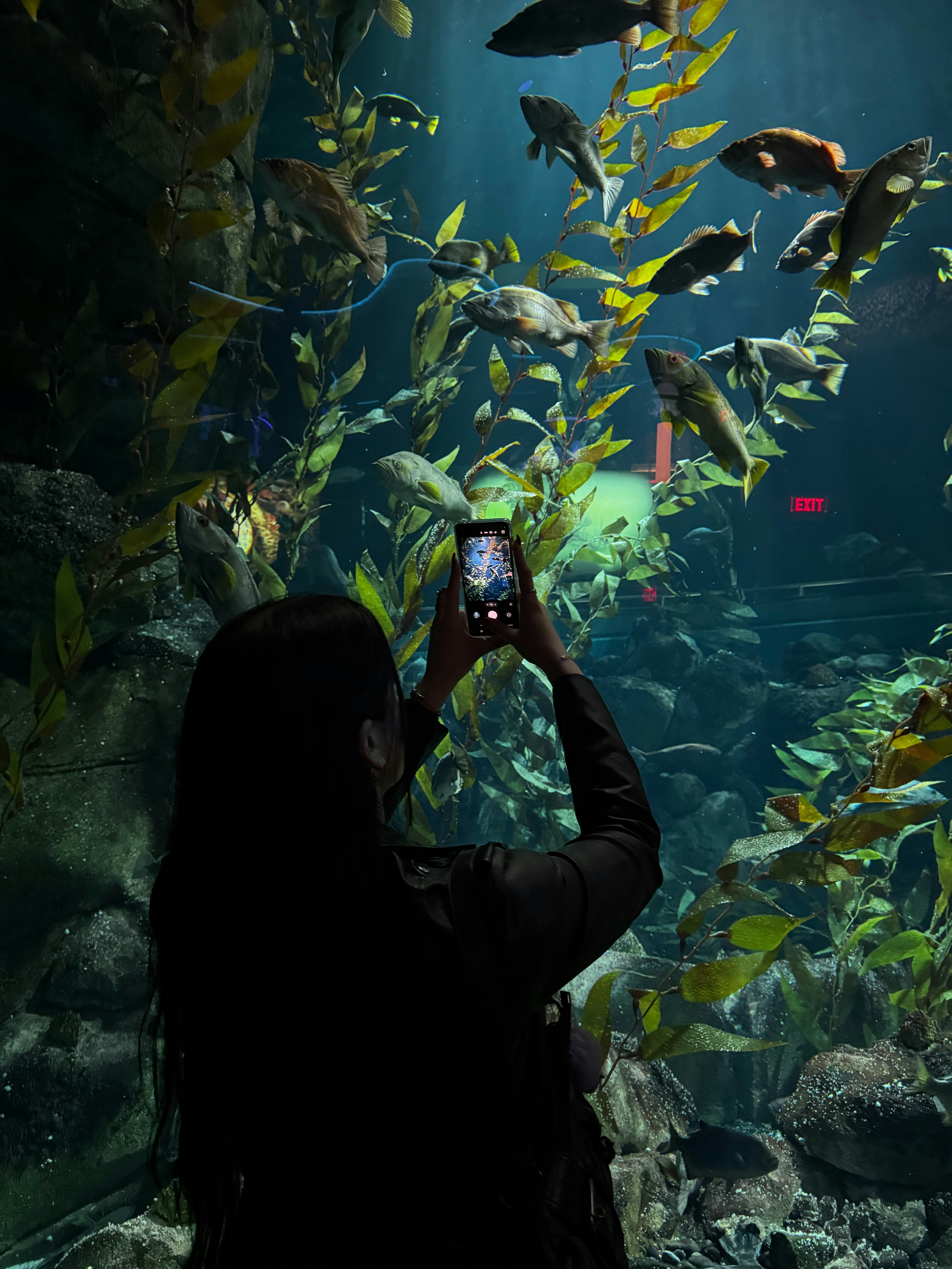 Midnight Aquarium: A Visitor Frame-Grab with Fish Arcades