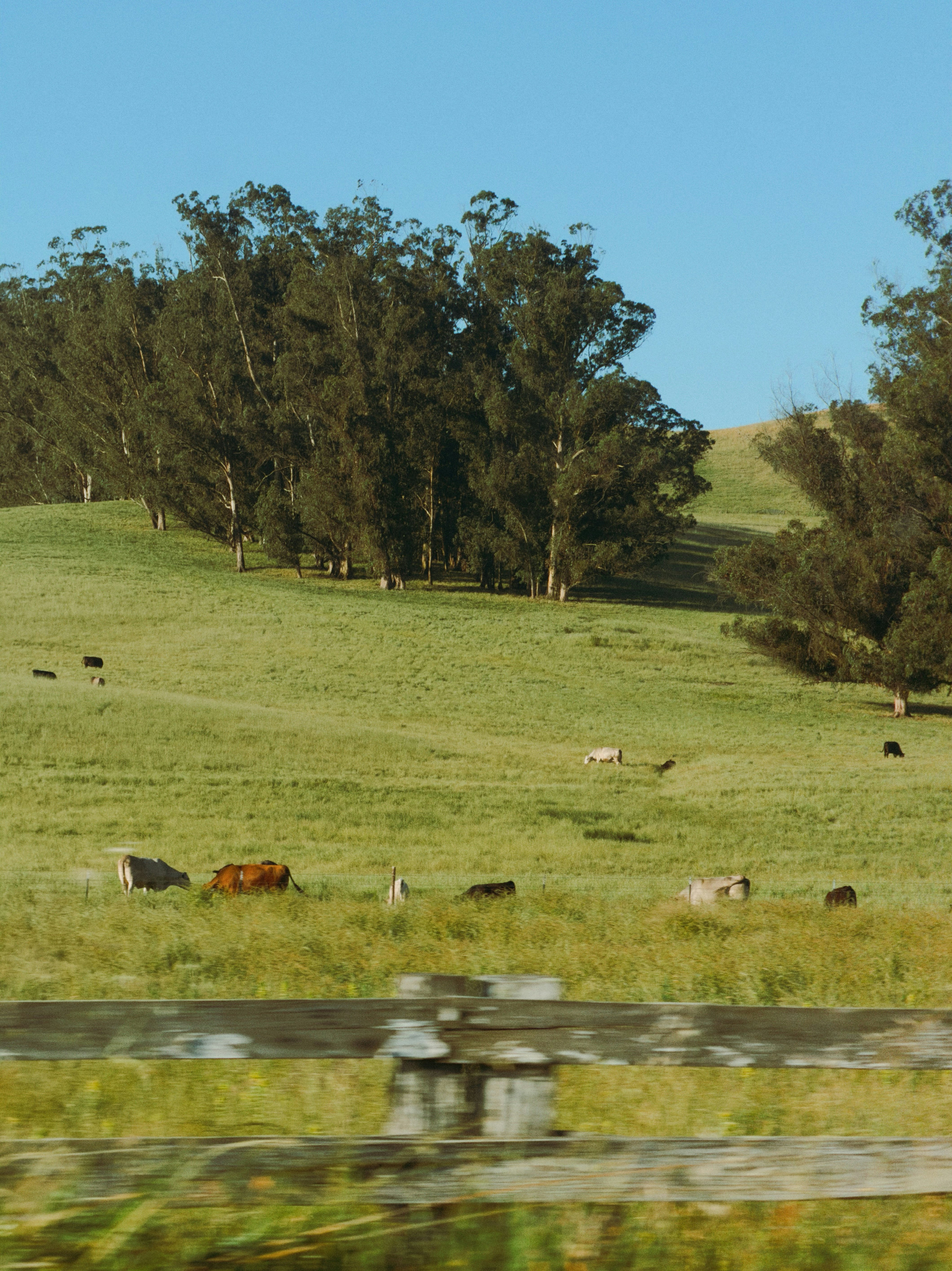 Pasture Chorus: Cattle Grazing Beneath a Rolling Hill