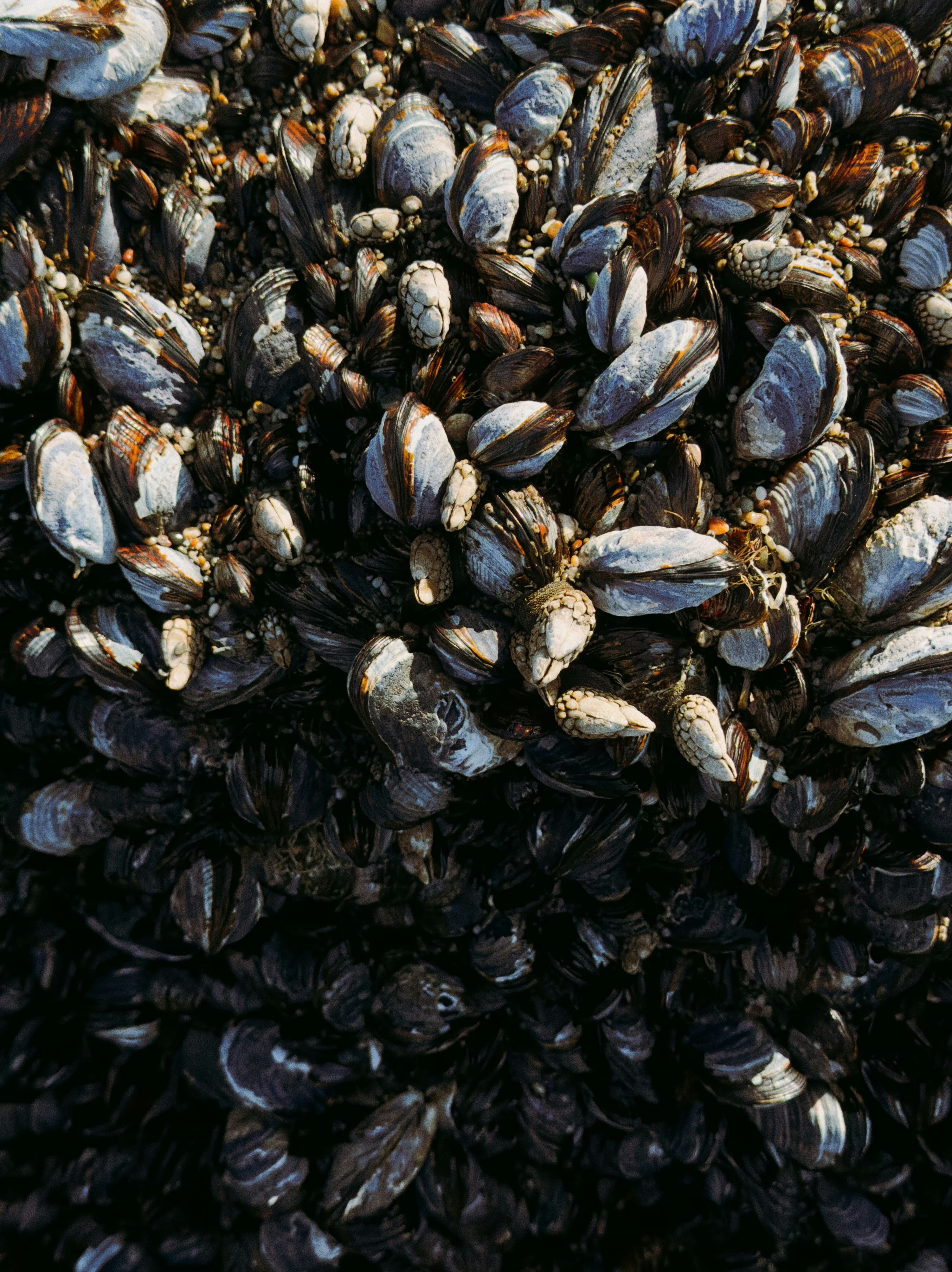 Twisted Sea of Shells: A Dense Shale of Clawed Shells