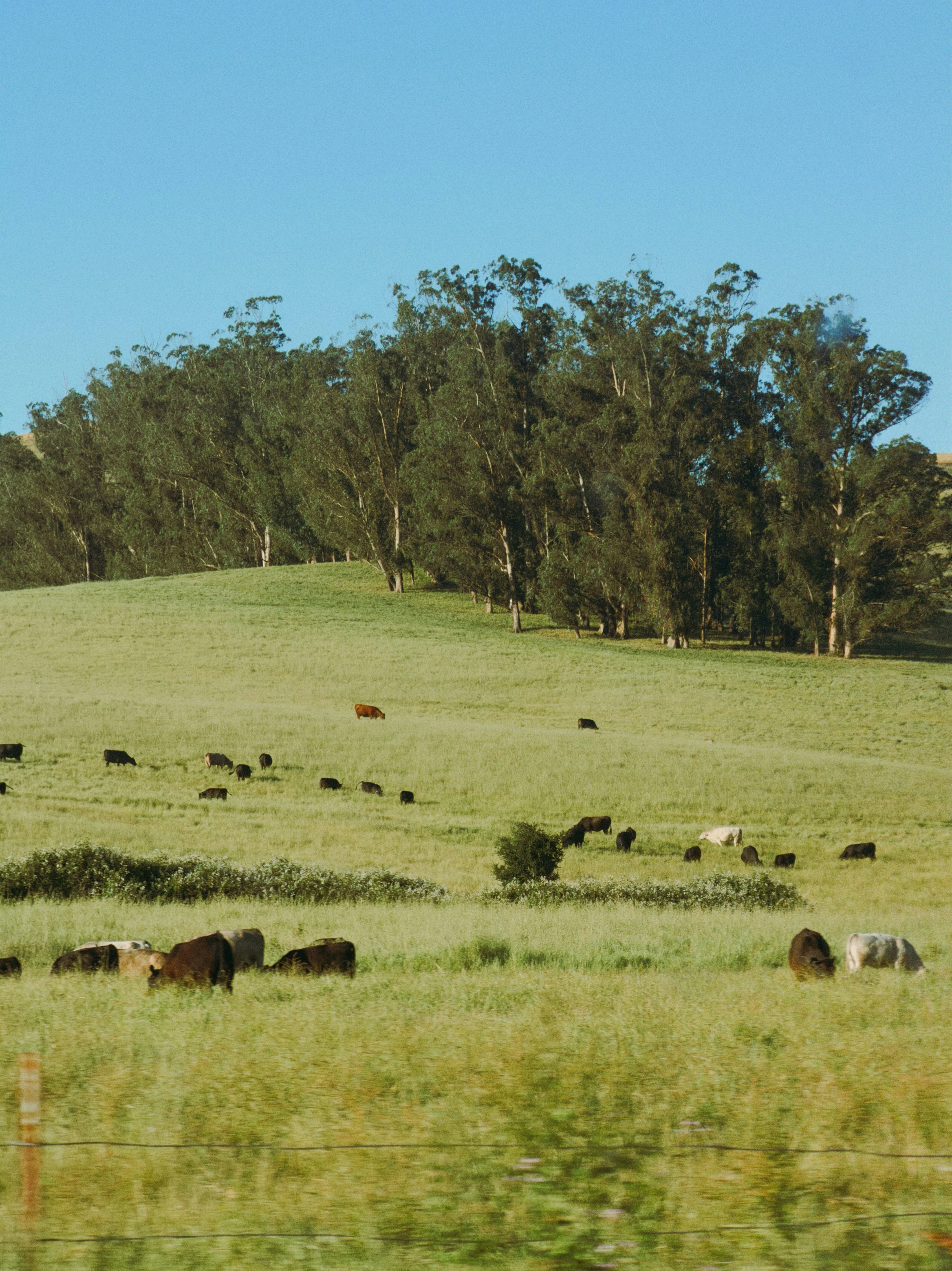 Pasture Mosaic: Cattle Dotted Hills Under A Clear Sky