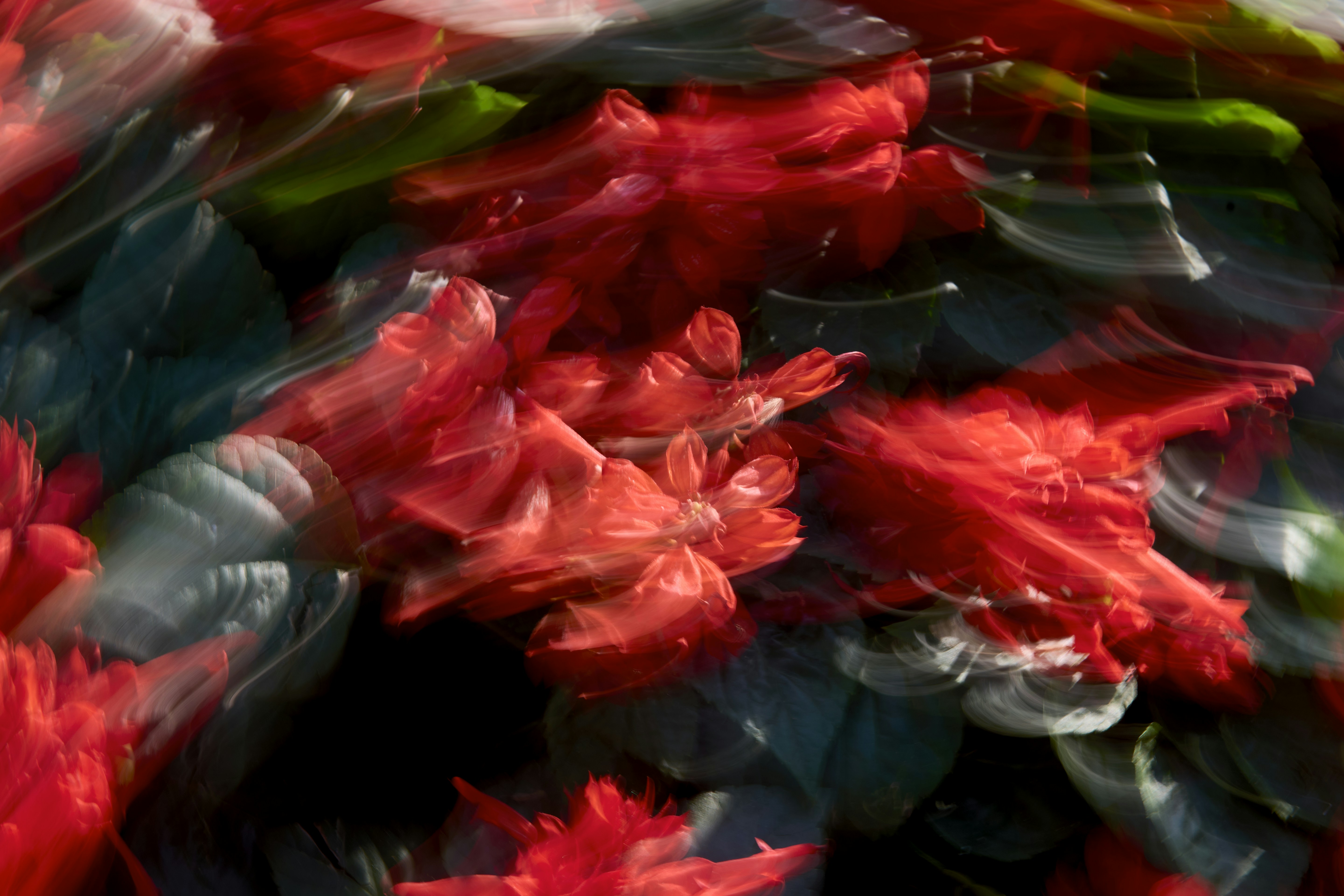 Abstract red flowers with motion blur and dark leaves.