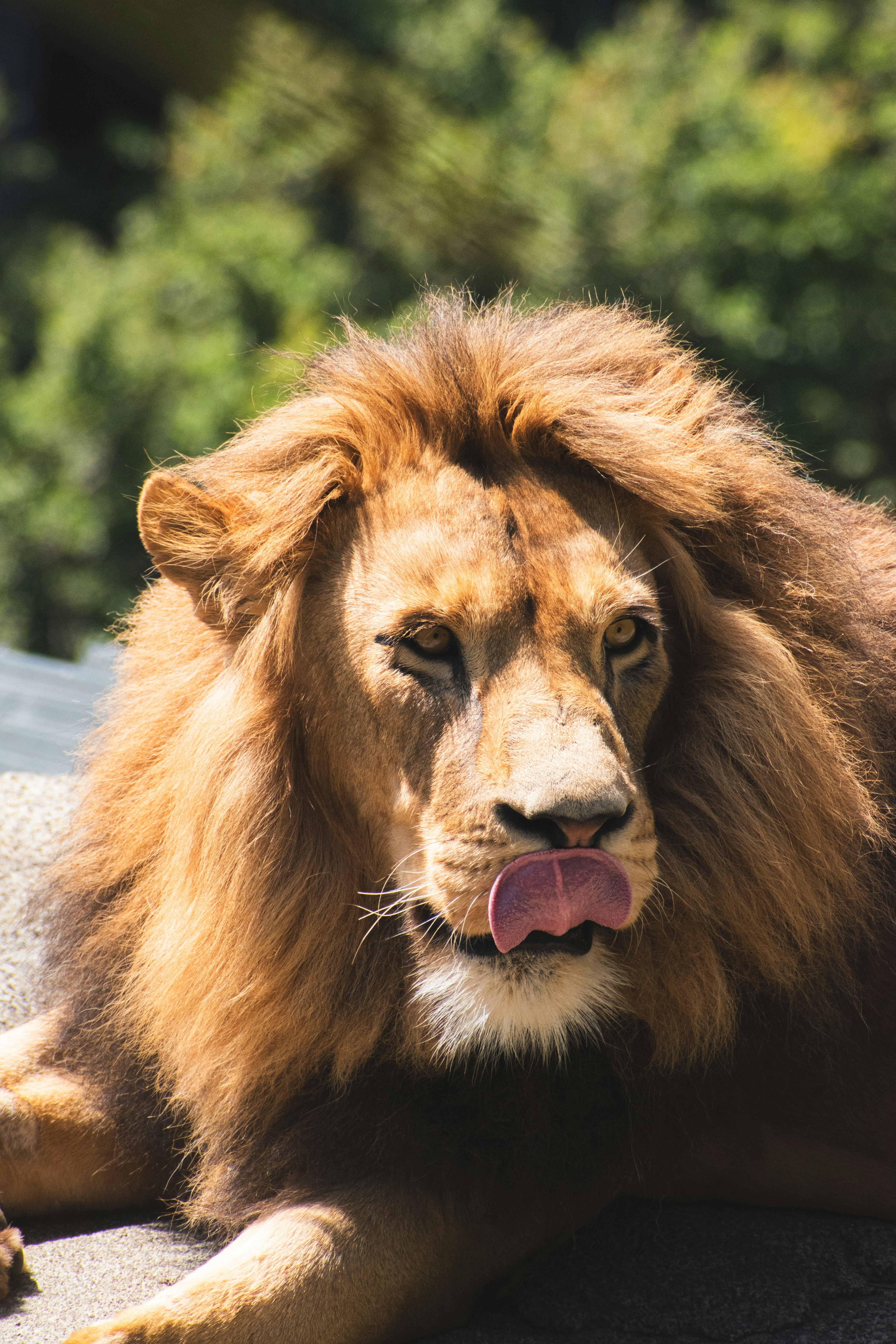 Majestic Mane: A Regal Lion Lounges in Sunlit Quiet