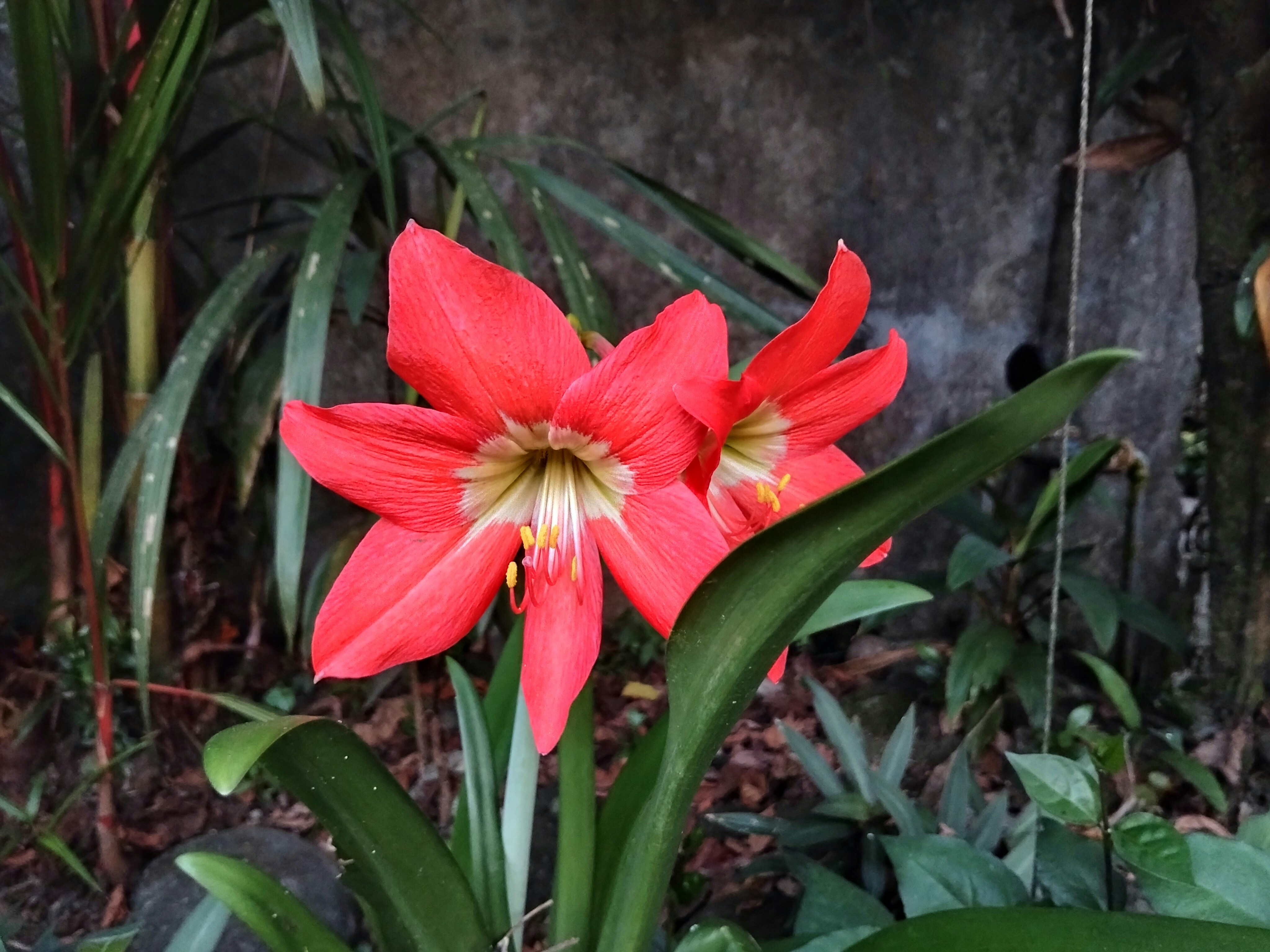 A vibrant red barbados lily in our front yard