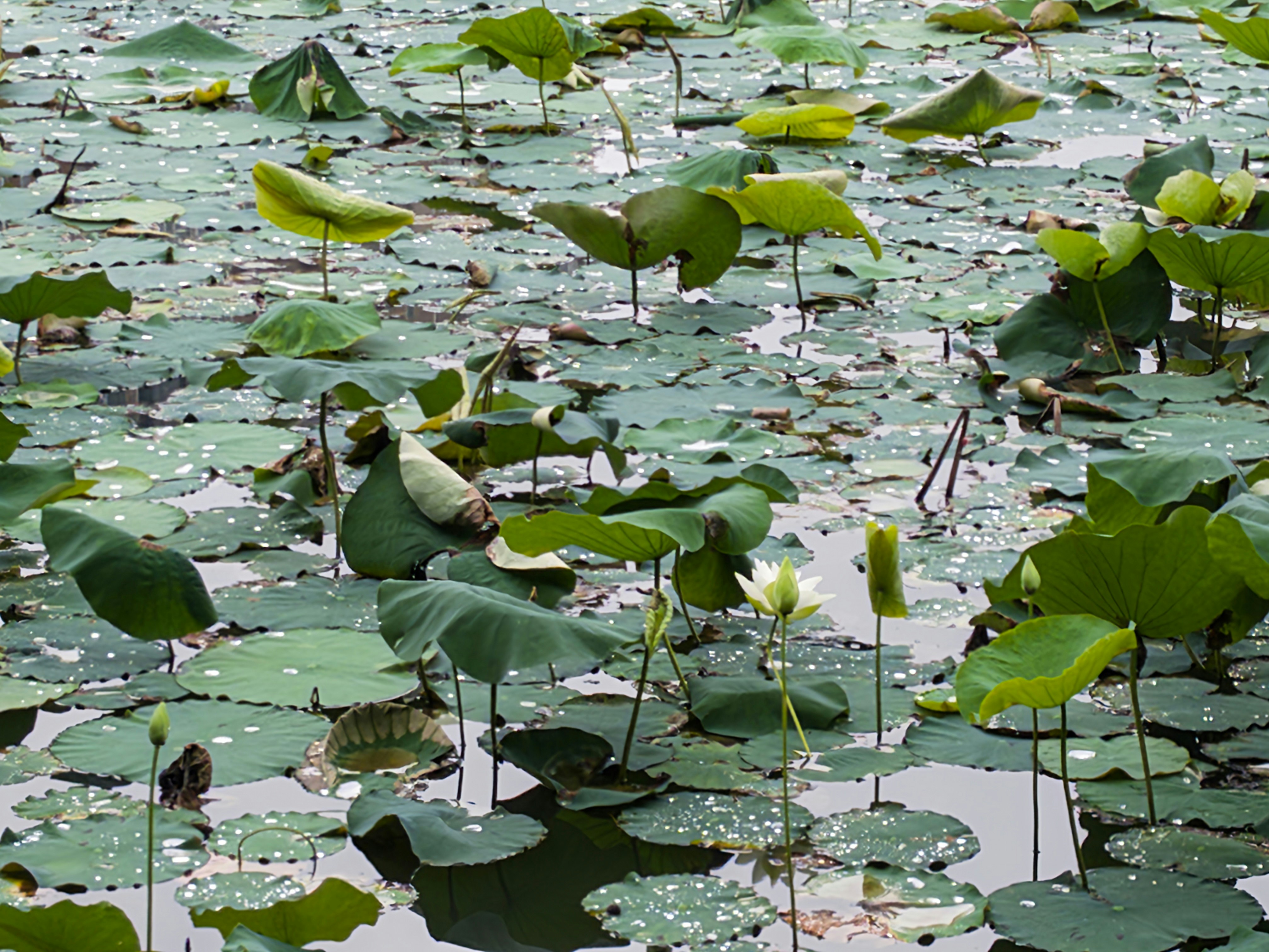 Mid-Pond Tapestry: Floating Lily Gallery in Quiet Light