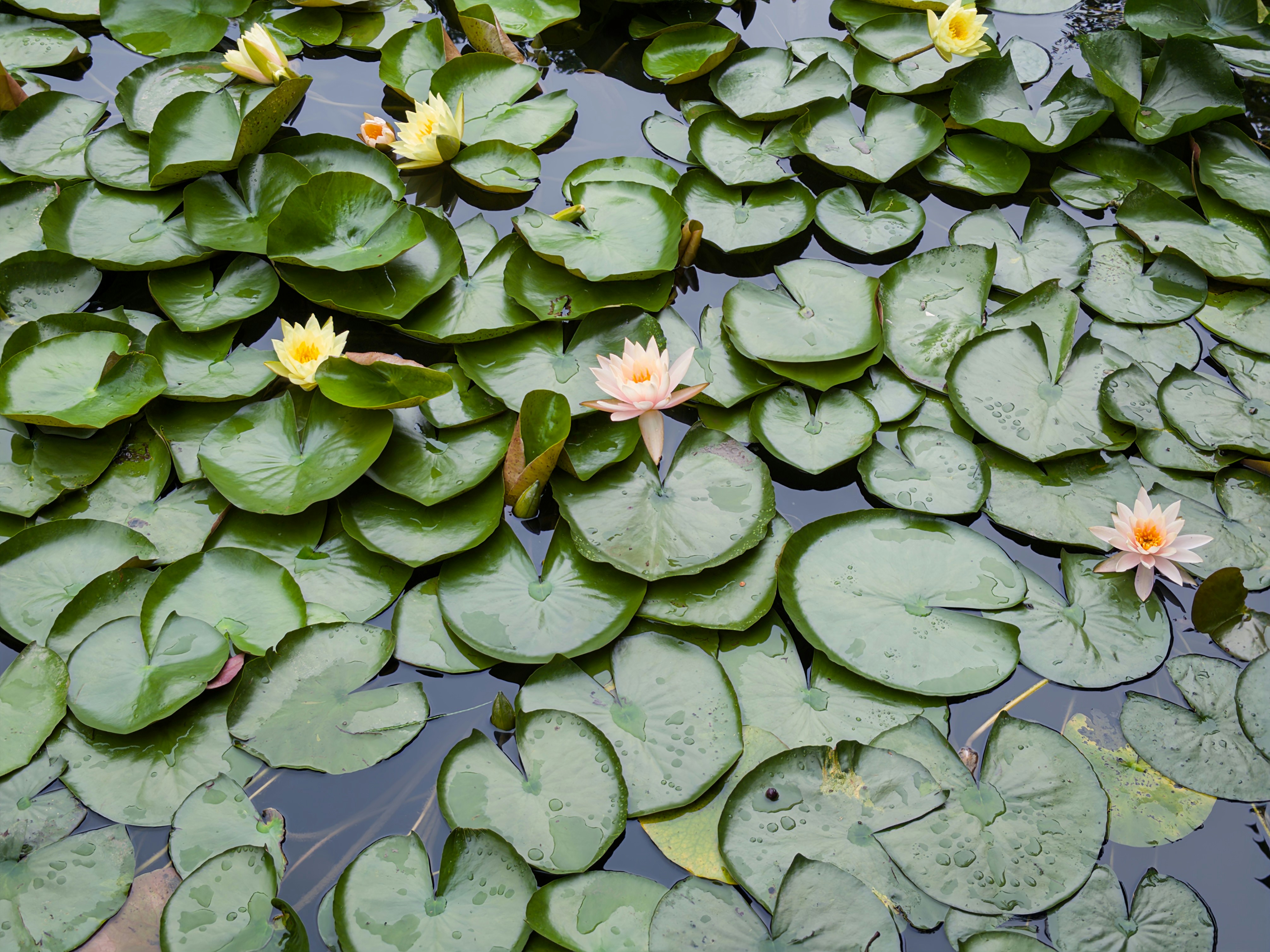 Water lilies and lily pads floating on a pond.