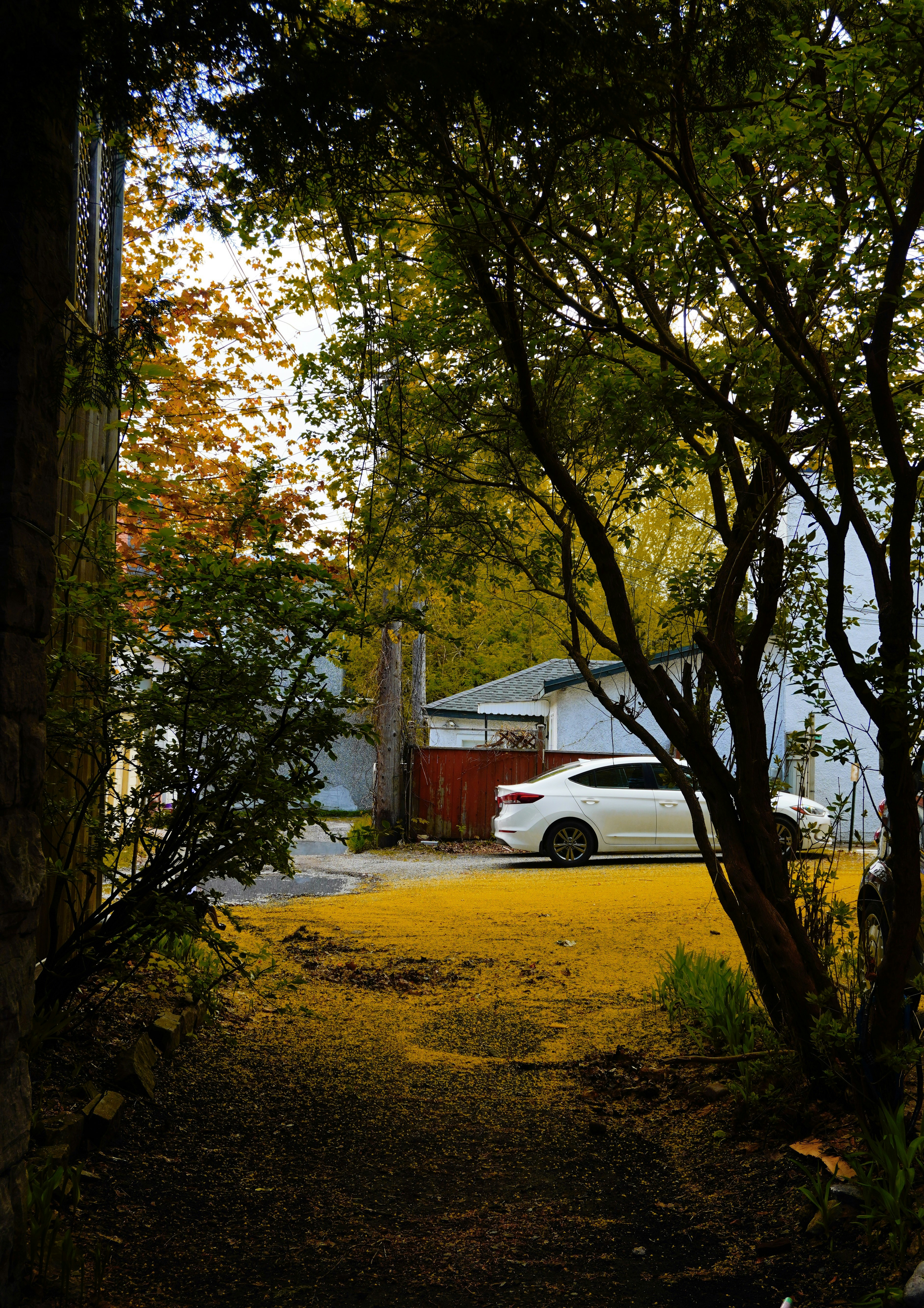 Sunlit driveway with a silver sedan framed by autumn trees