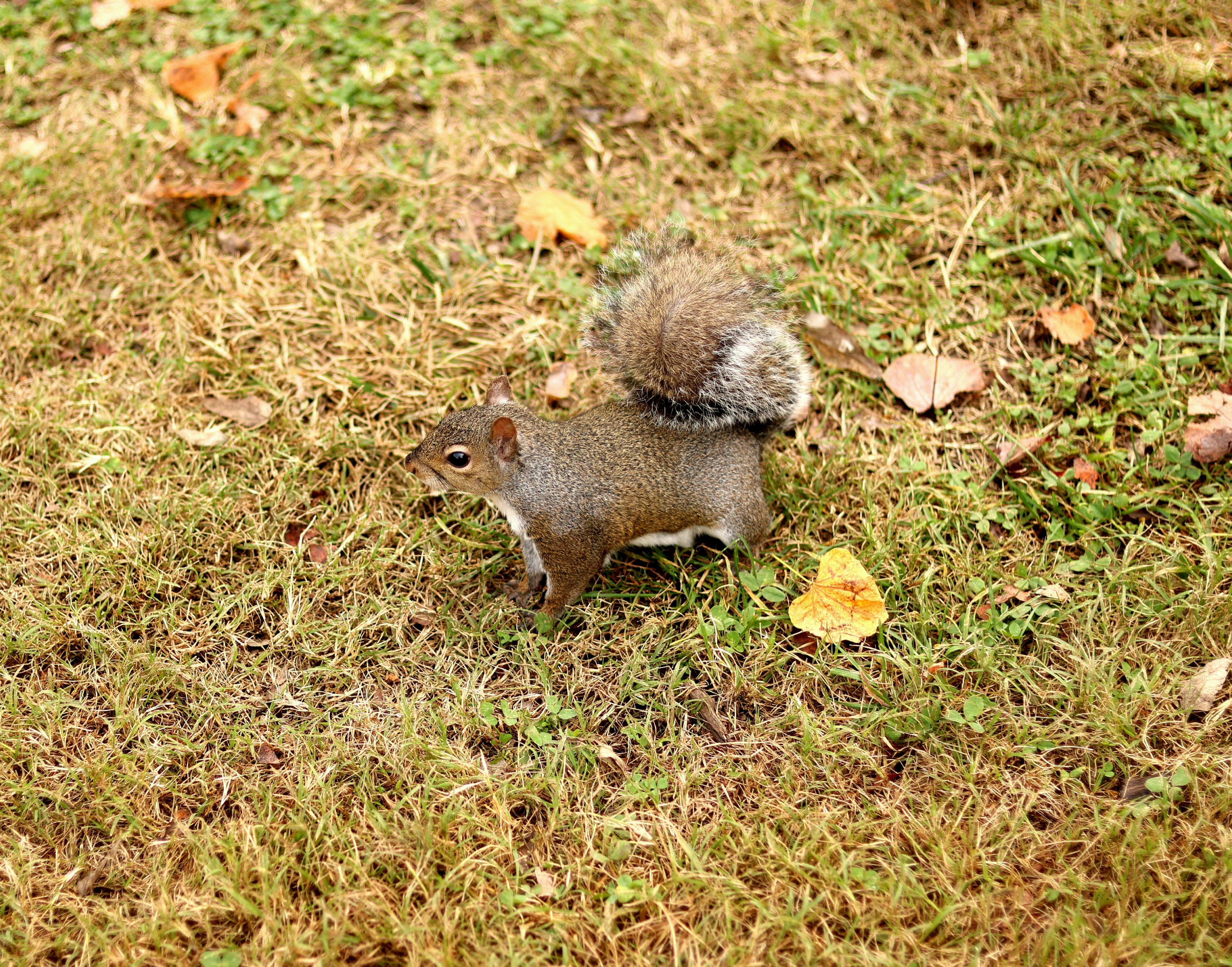 Curious Squirrel Pause: Tucked Tail and Sunlit Forage
