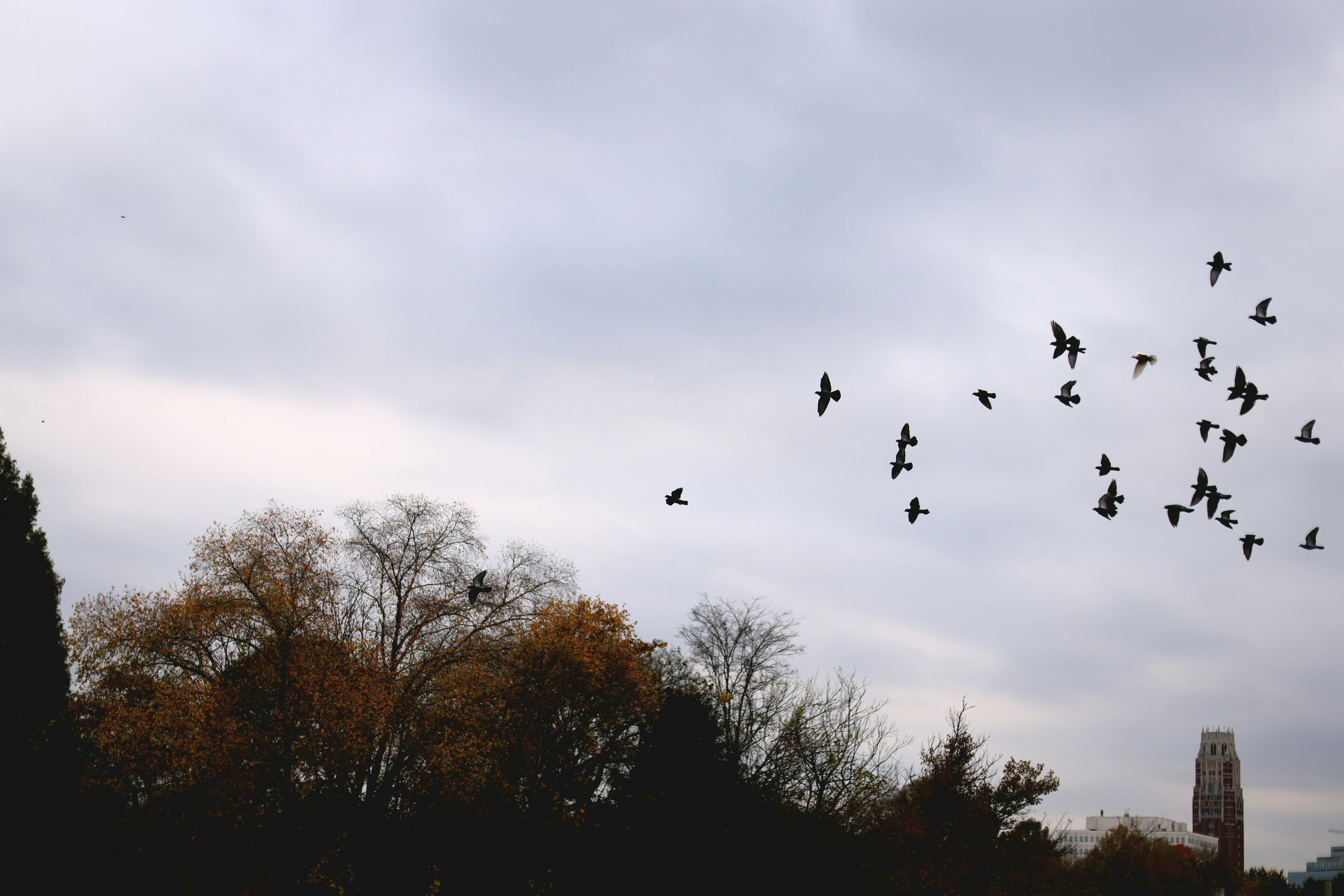 V-formation of dusk-bound birds over a quiet treeline