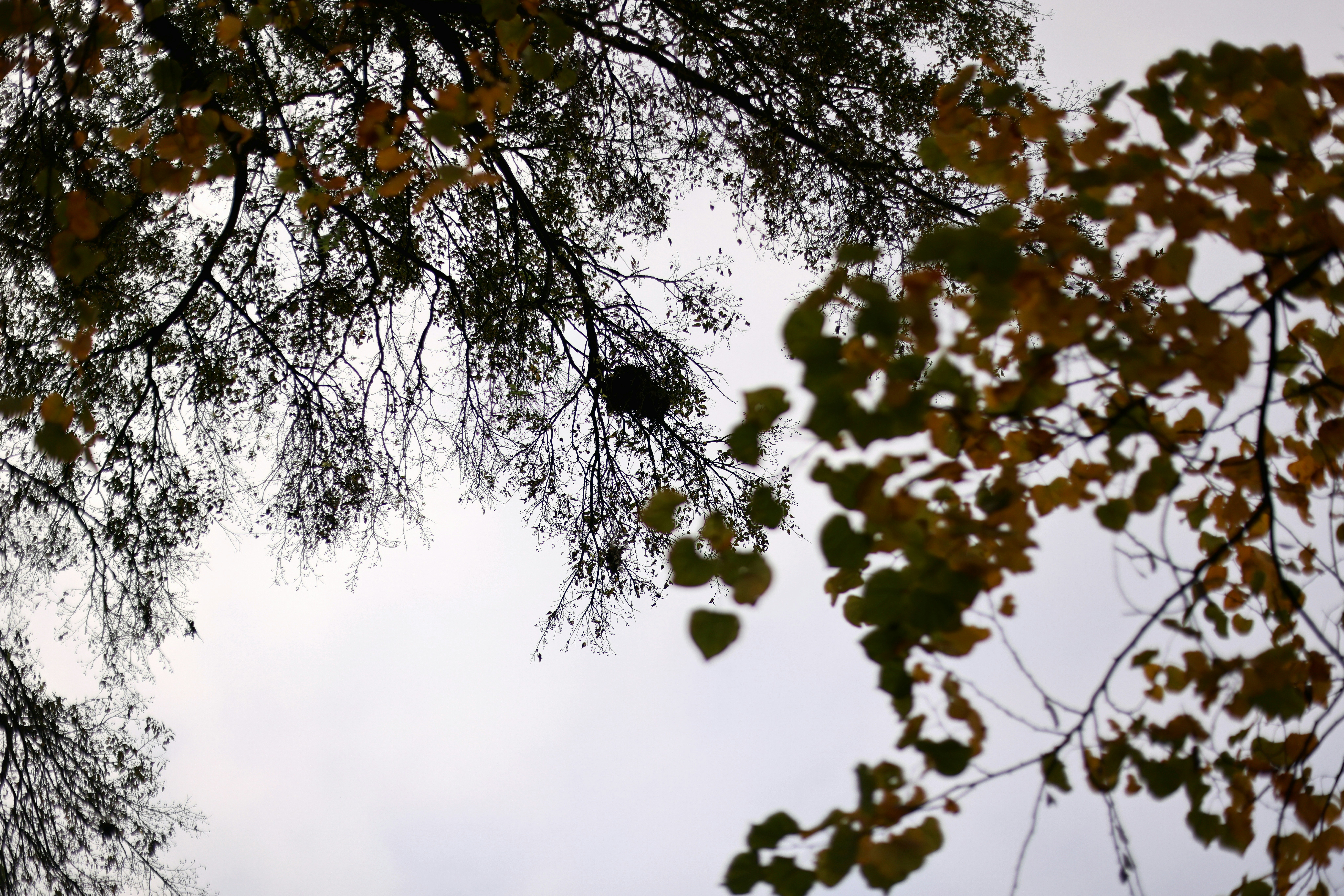Upward Fractals: Autumn Leaves Against a Pale Sky