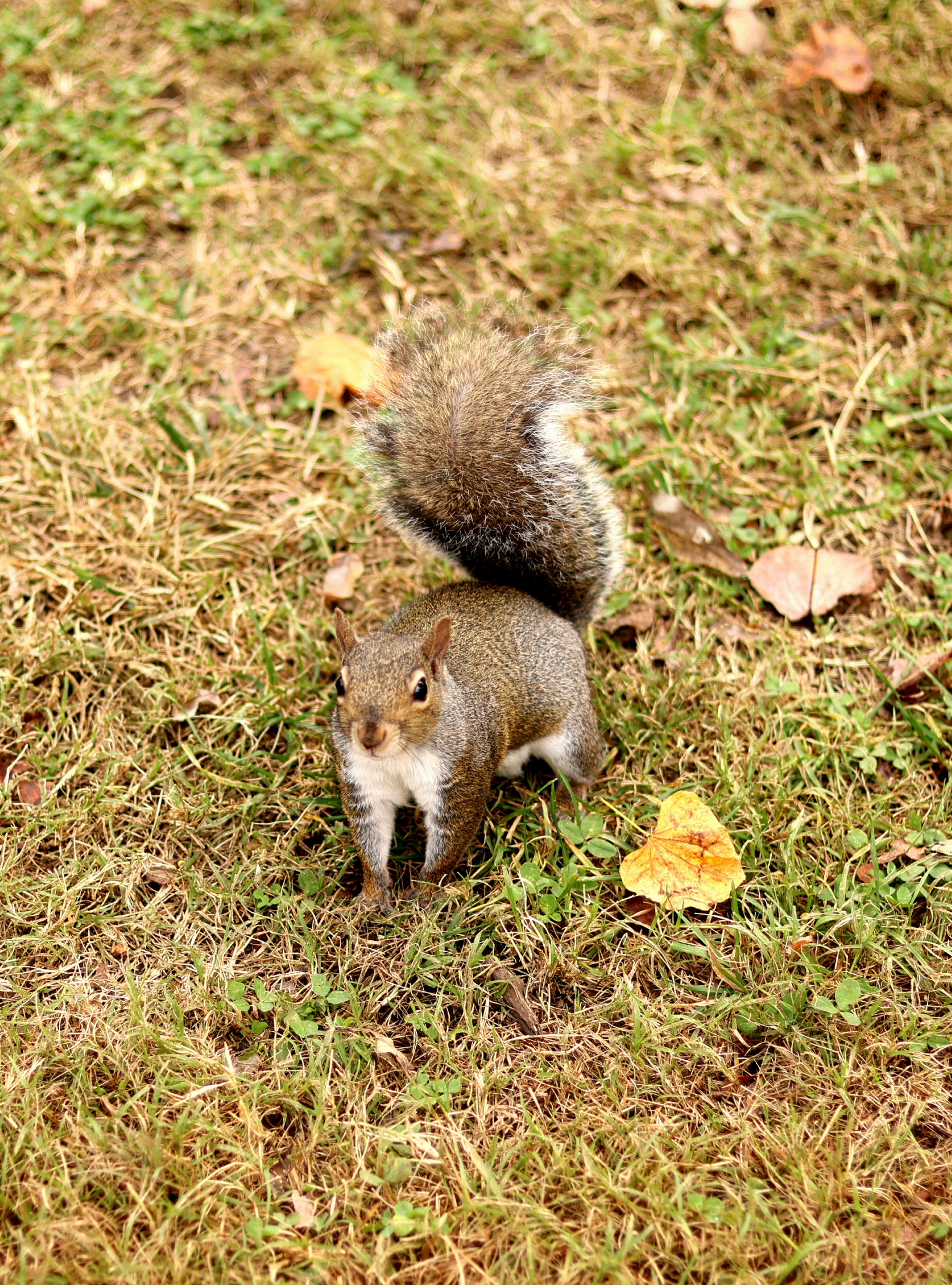 Curious Squirrel in a Patchwork Lawn