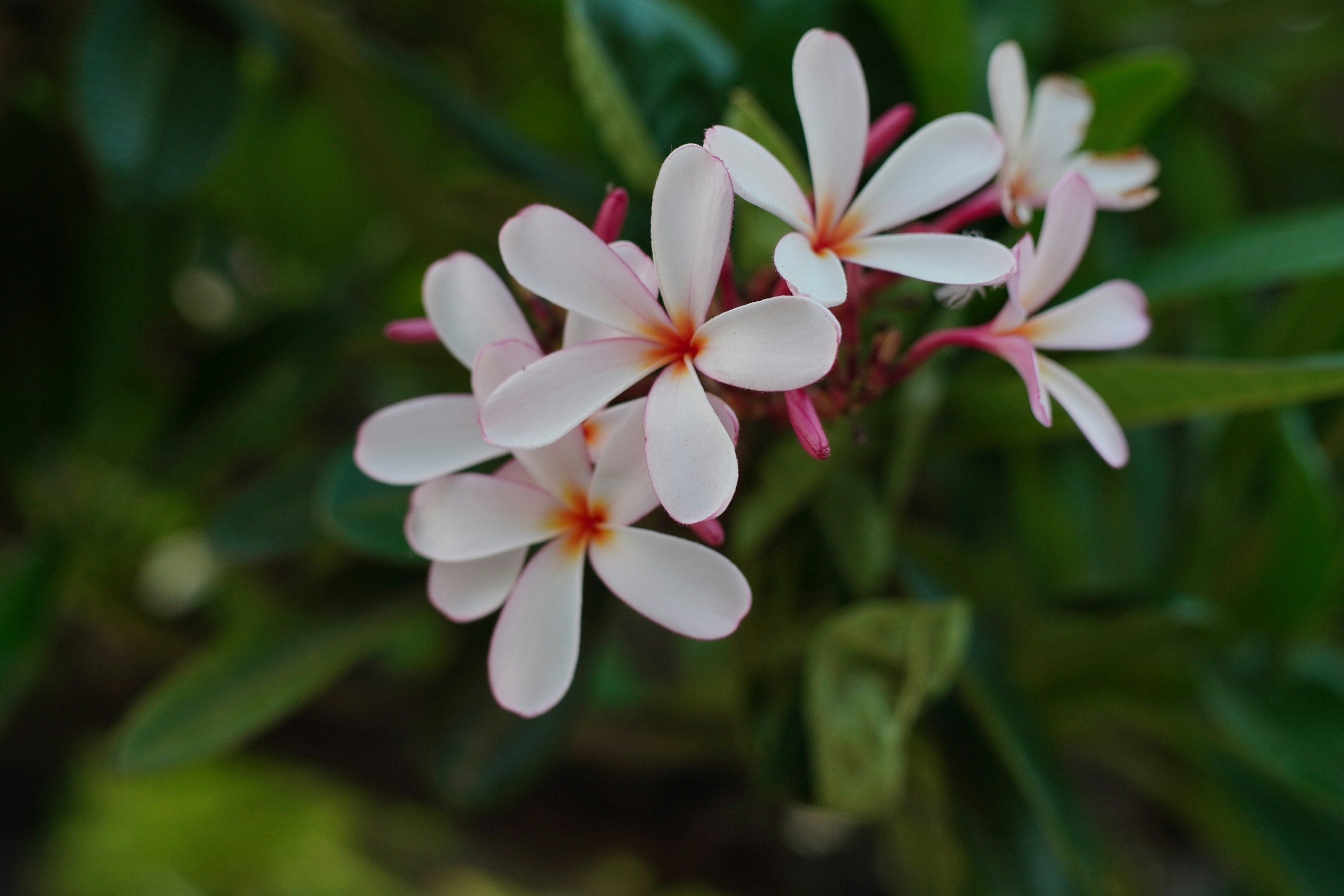Bloom Cluster: Pink-White Frangipani Amid Soft Garden Blur