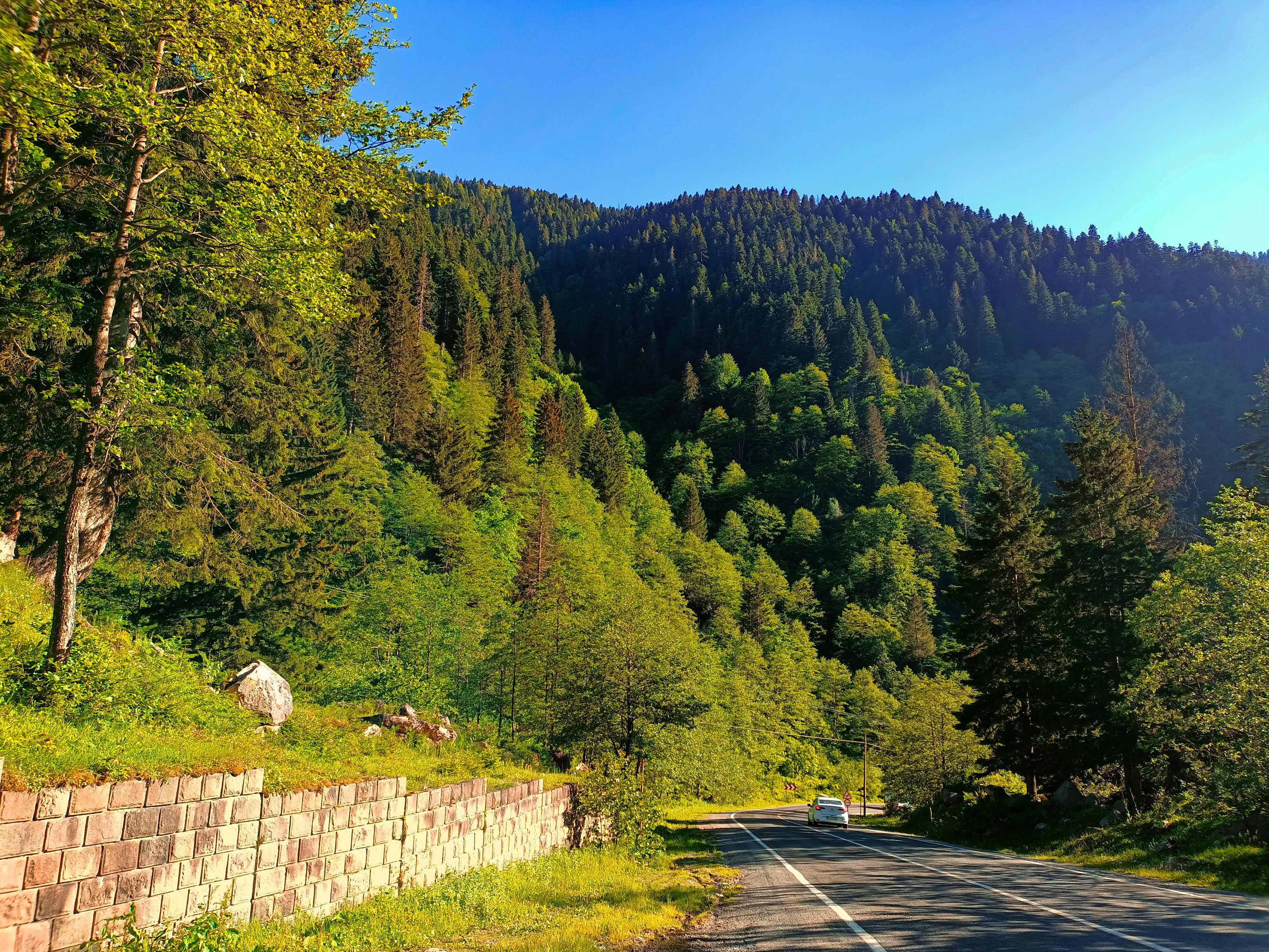 Lush green mountain forest with a road and grazing sheep.