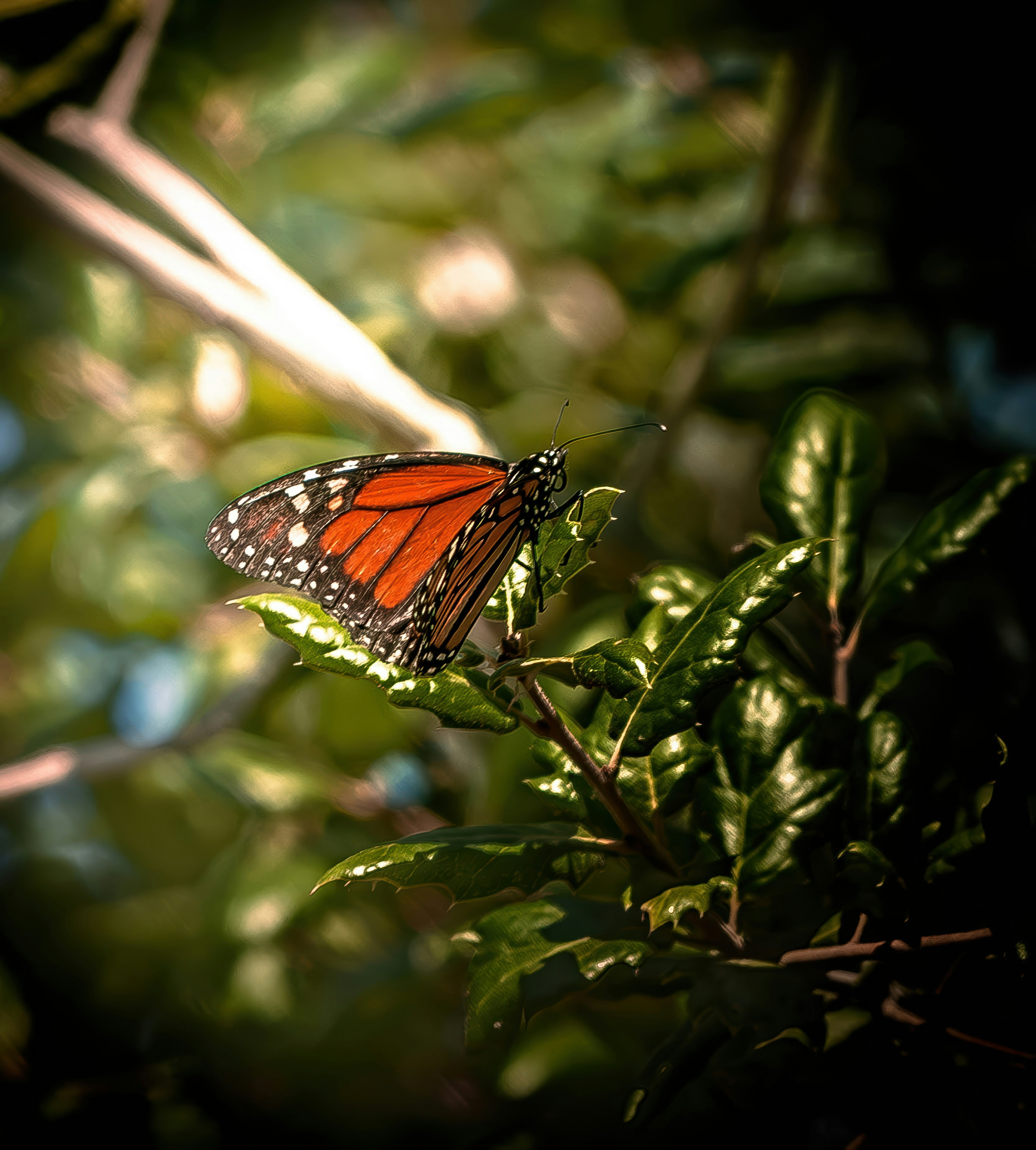 Crimson Wing on a Quiet Green Stage