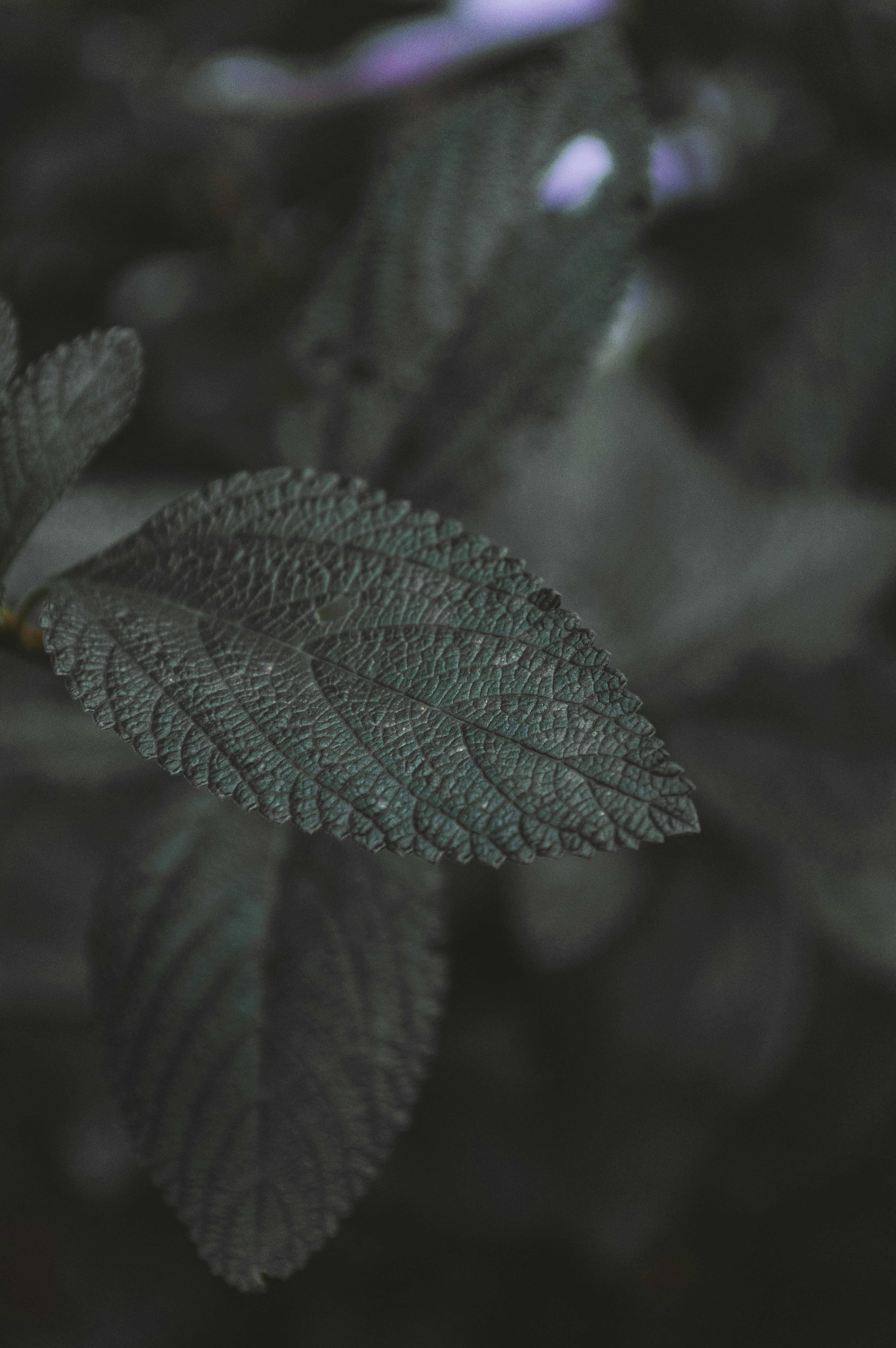 Veined Edge: Quiet Leaf in Focus