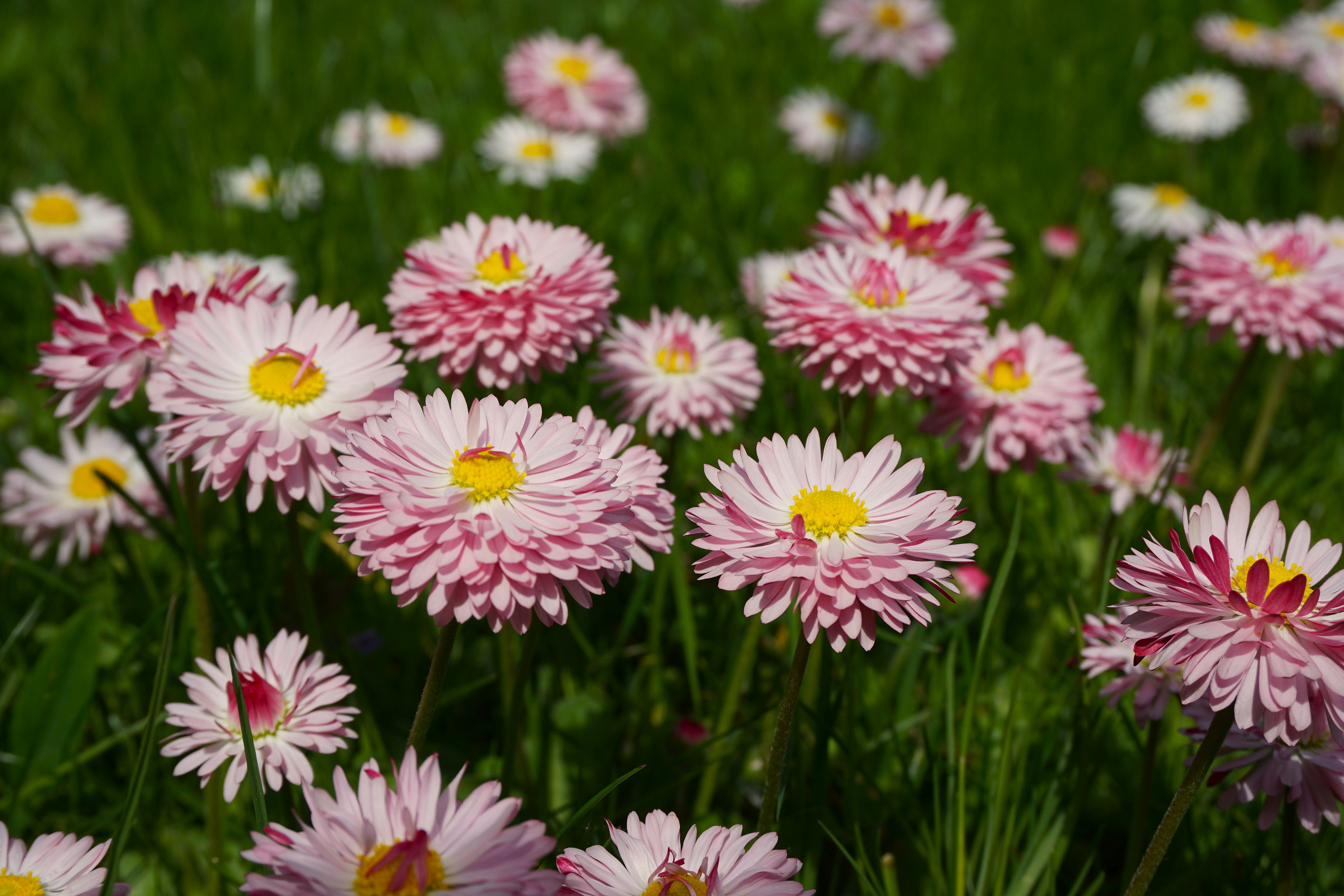 Pink-dawn daisies blanket a sunlit meadow