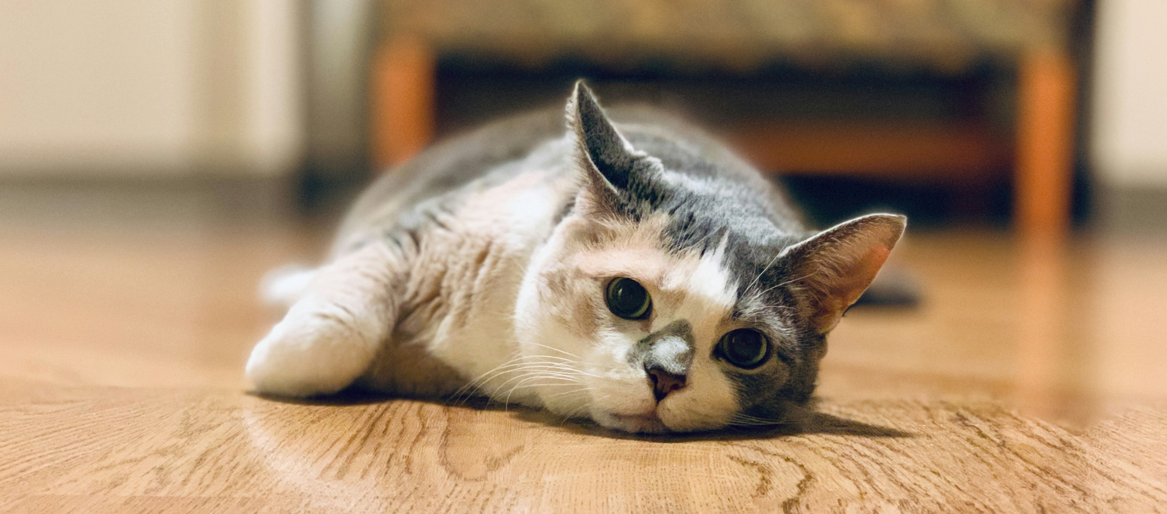Lying in Wait: A Cat's Quiet Gaze Across a Warm Floor