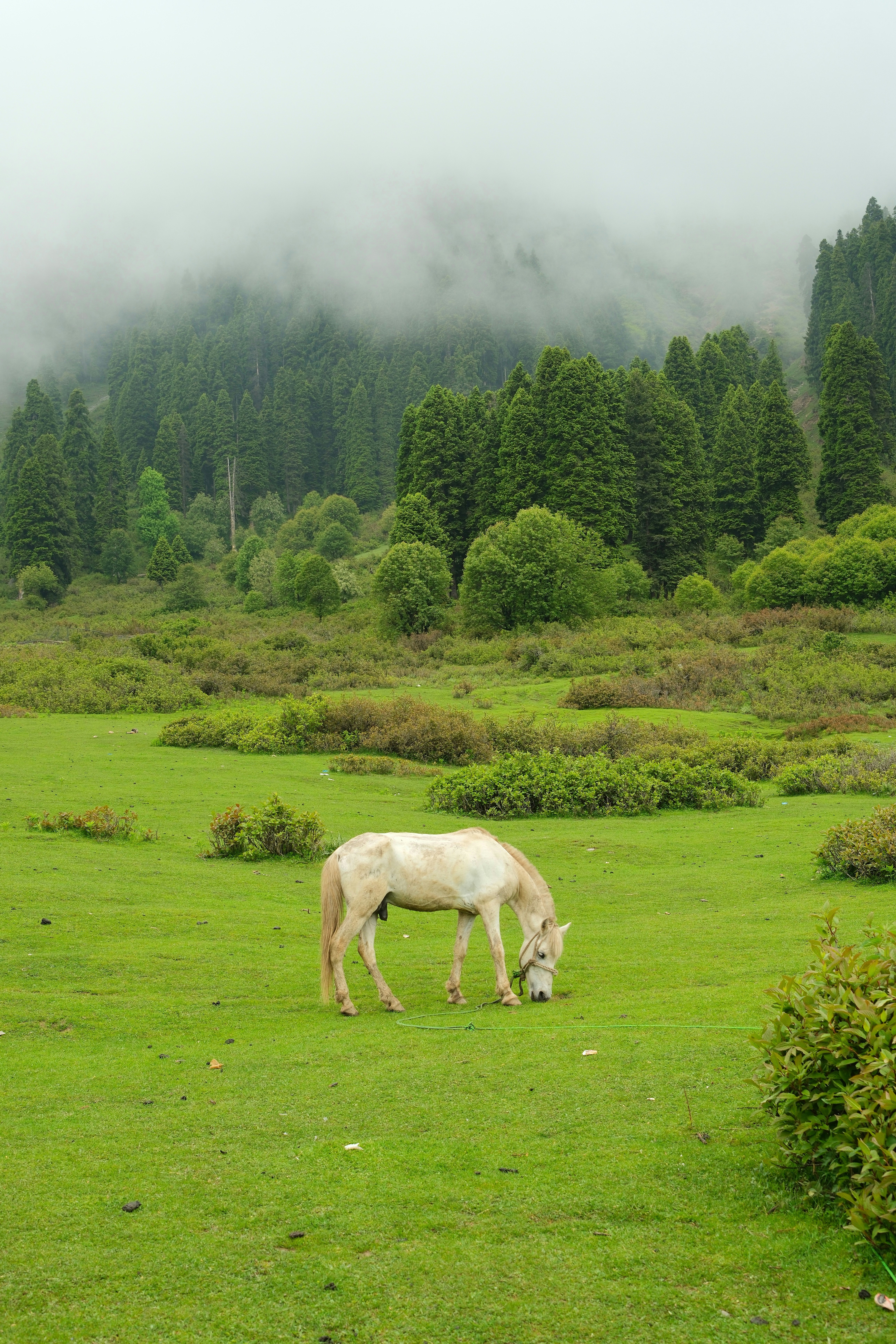 Pasture Guardian: A White Horse Beneath Cloud-kissed Pines
