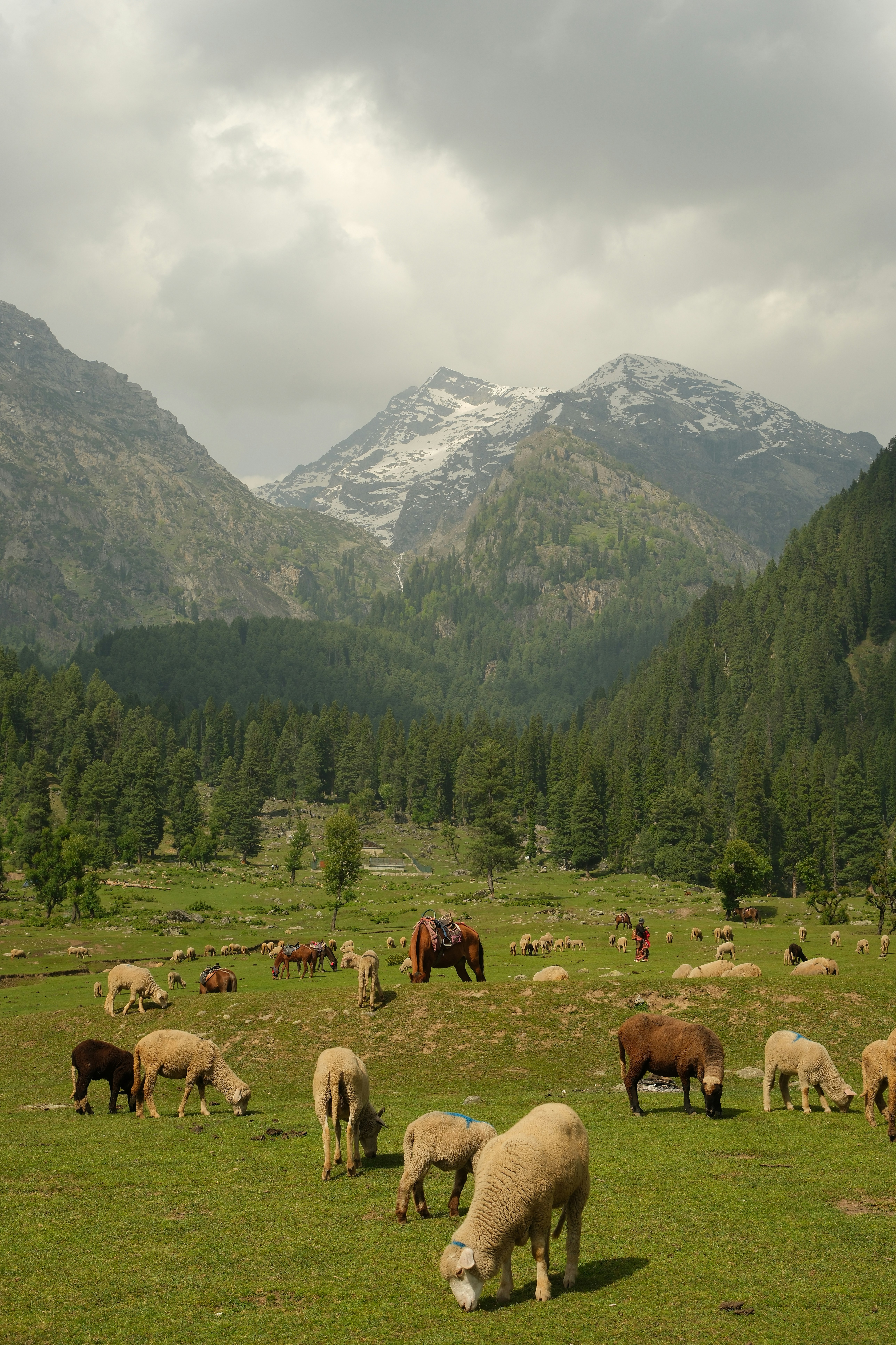 Pasture of Peaks: Sheep Grazing Under Snow-Capped Giants