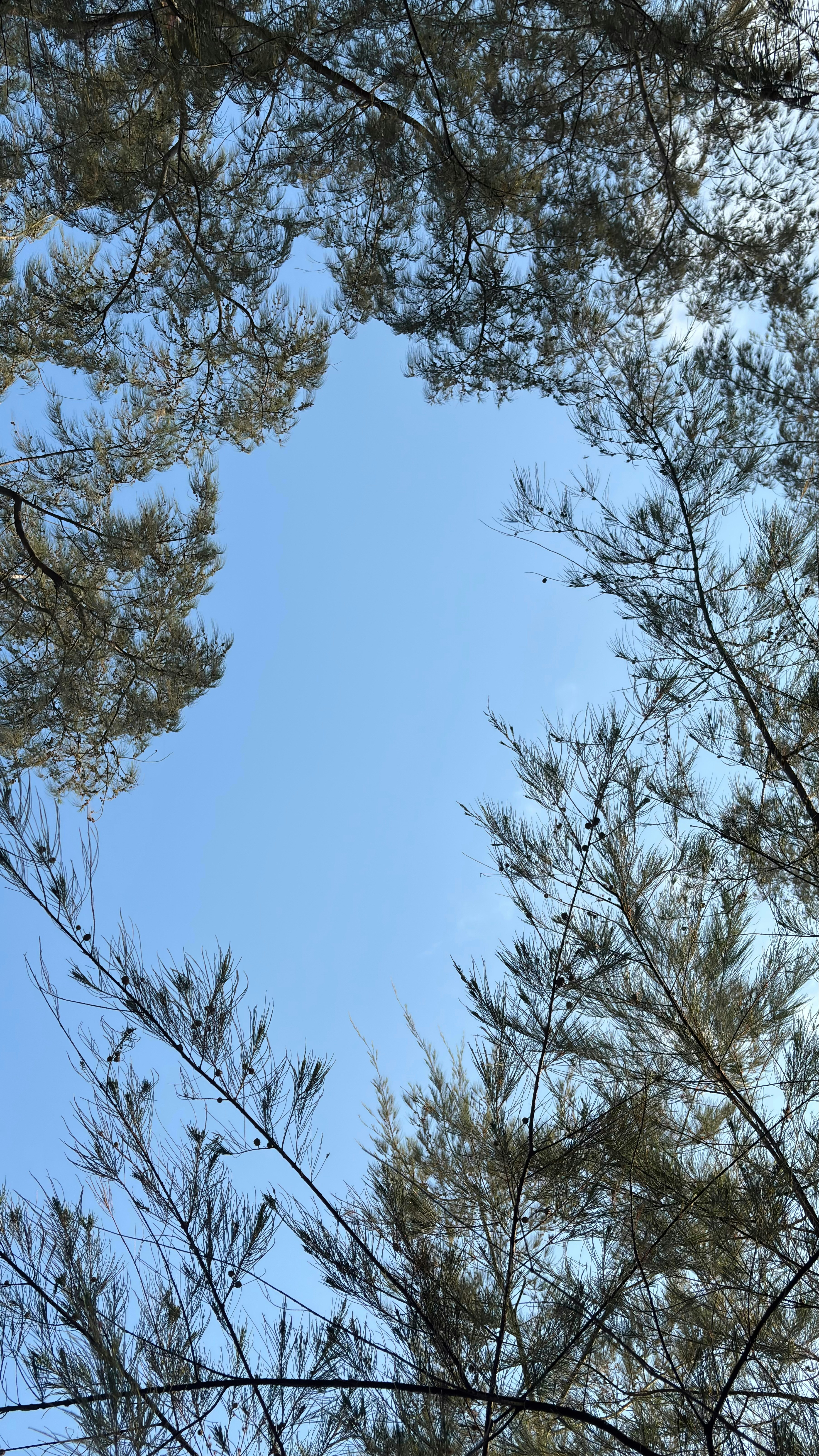 Skyward Canopy: A Circular Opening Through Tree Limbs