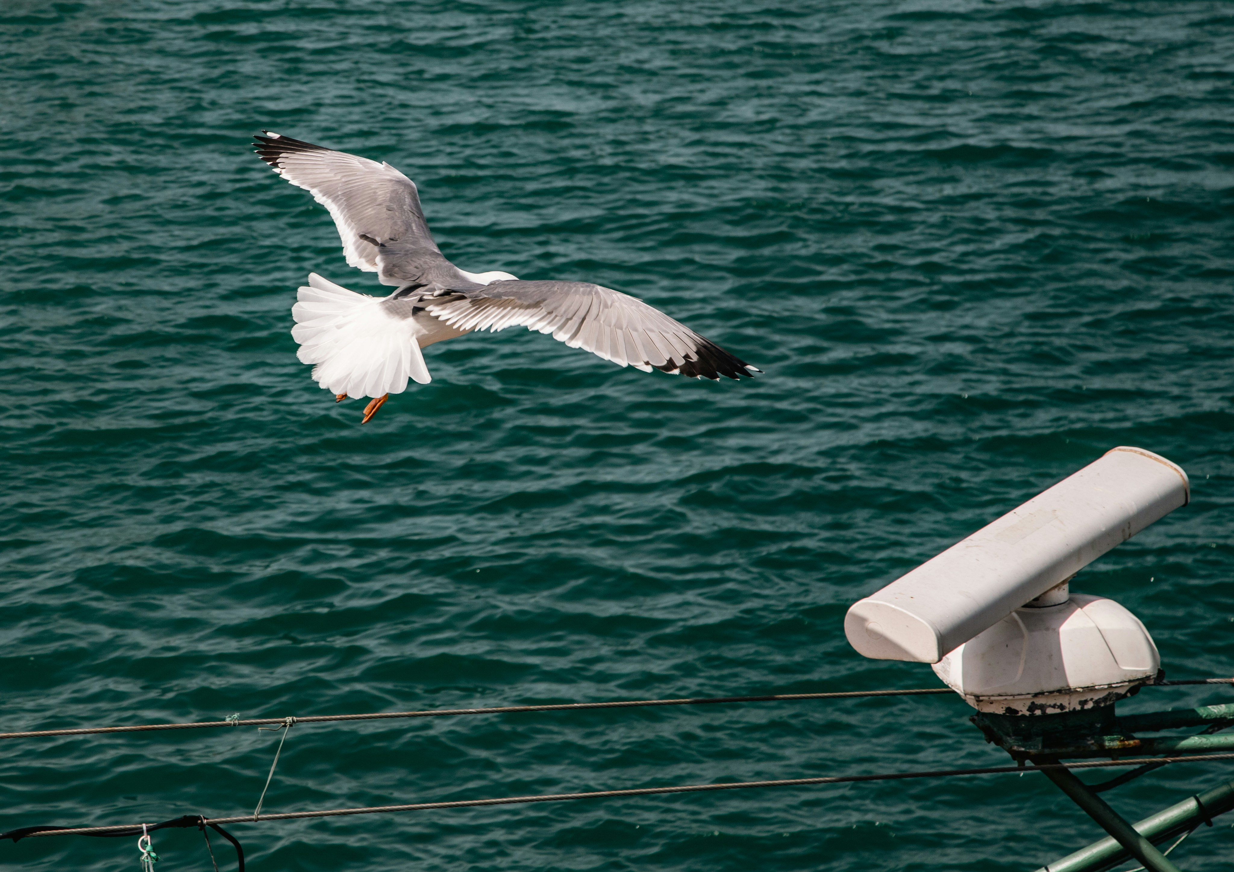 Soaring over the Rail: A Seagull Breaks Free Above the Waterfront Rigging