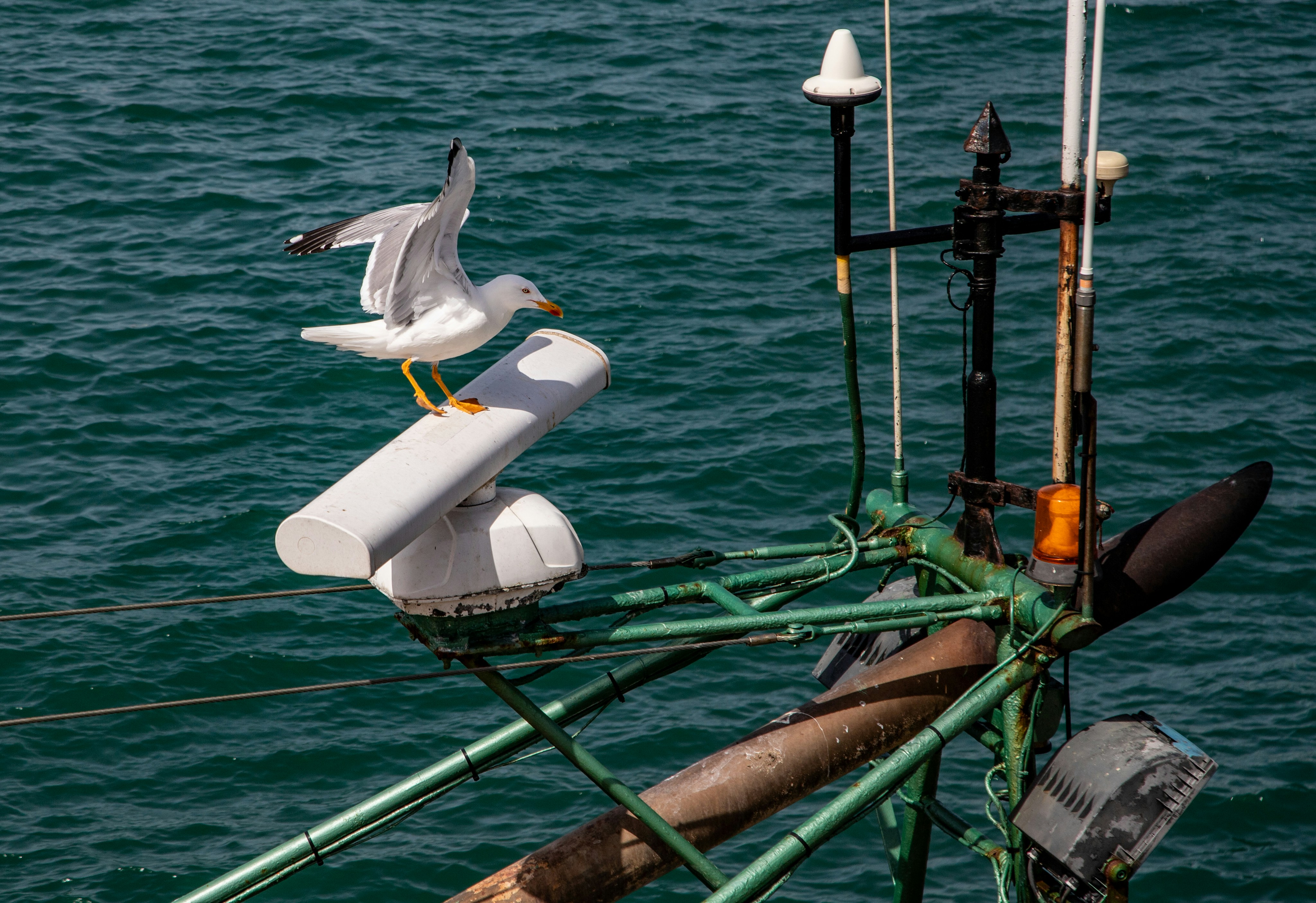Seagull Seizing the Deck: A Brief Moment Above Industrial Rigging