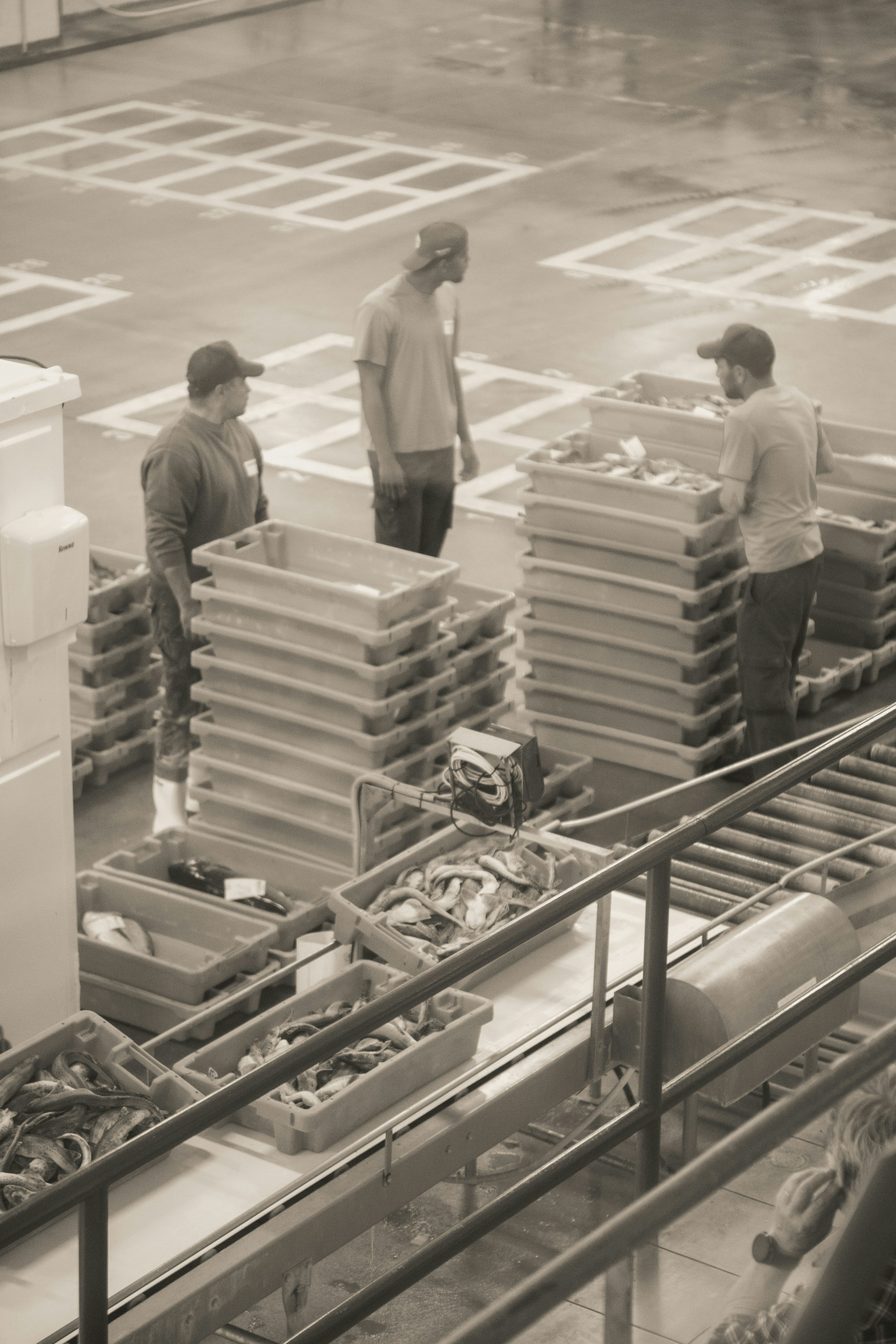 Three workers stand beside stacked trays of seafood on a processing line in a warehouse; a conveyor belts shuttles bins laden with fish. A muted, monochrome scene emphasizes the industrial workflow.