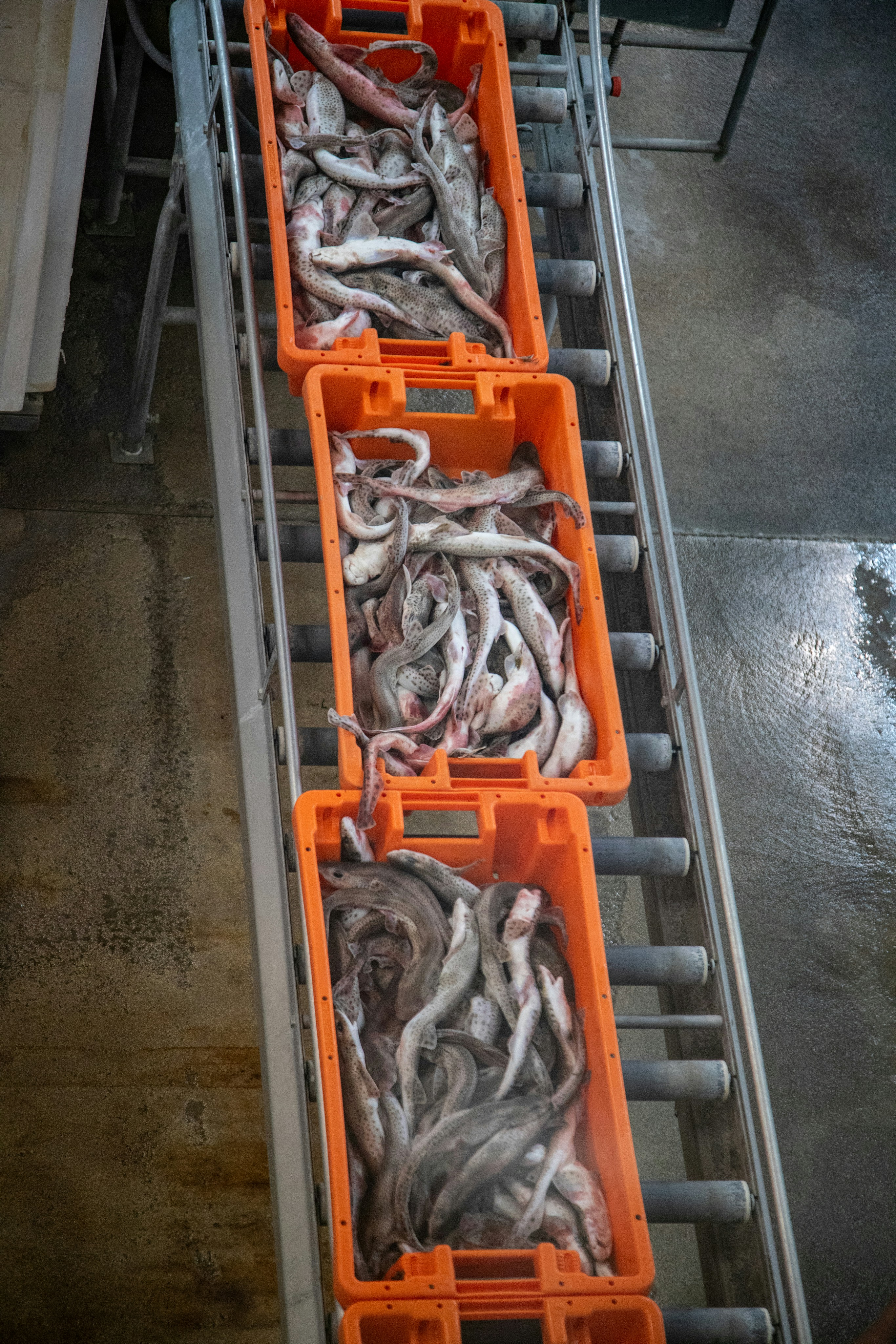 Orange Crates of Fresh Catch on a Narrow Conveyor