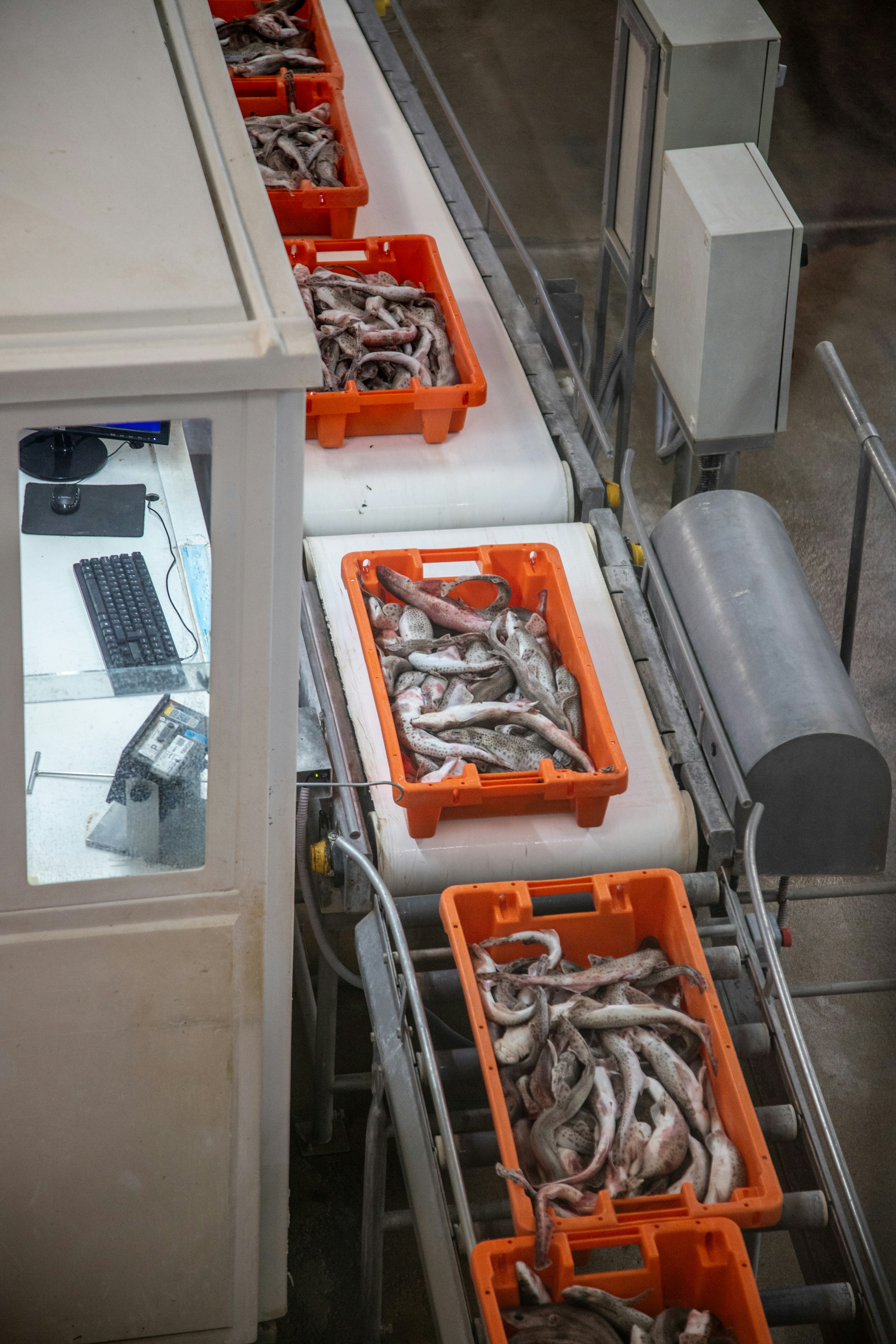 Orange Crates of Fresh Catch on a Conveyor