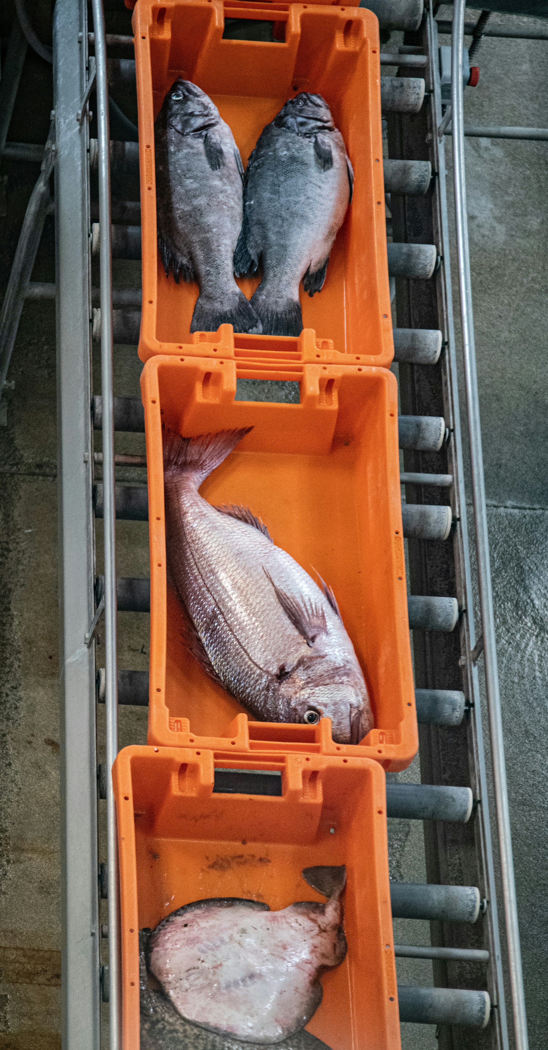 Vertical Assembly: Grayscale Fish in Orange Bins Along a Conveyor