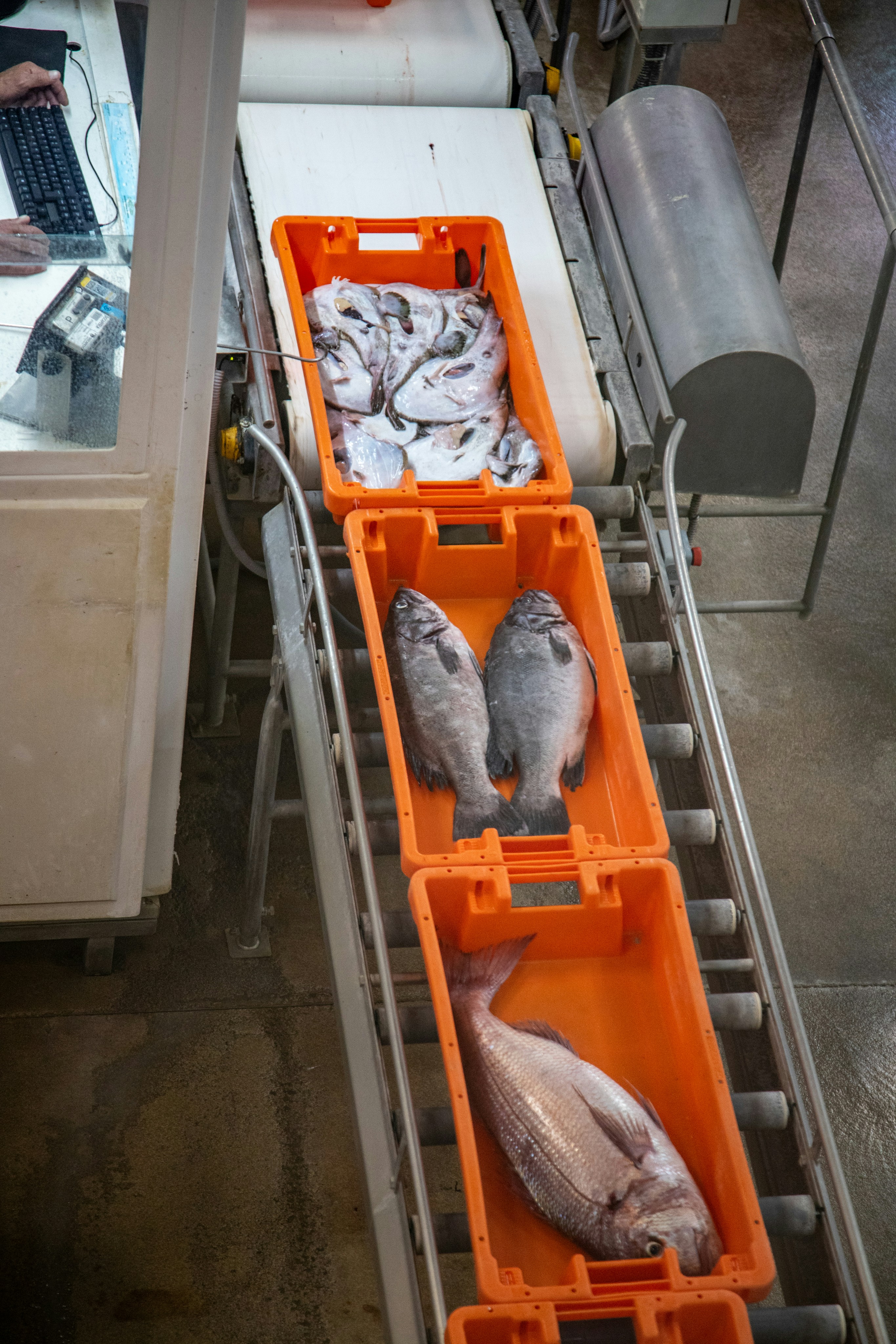 Orange Crates of Category: Fresh Catch on a Conveyor