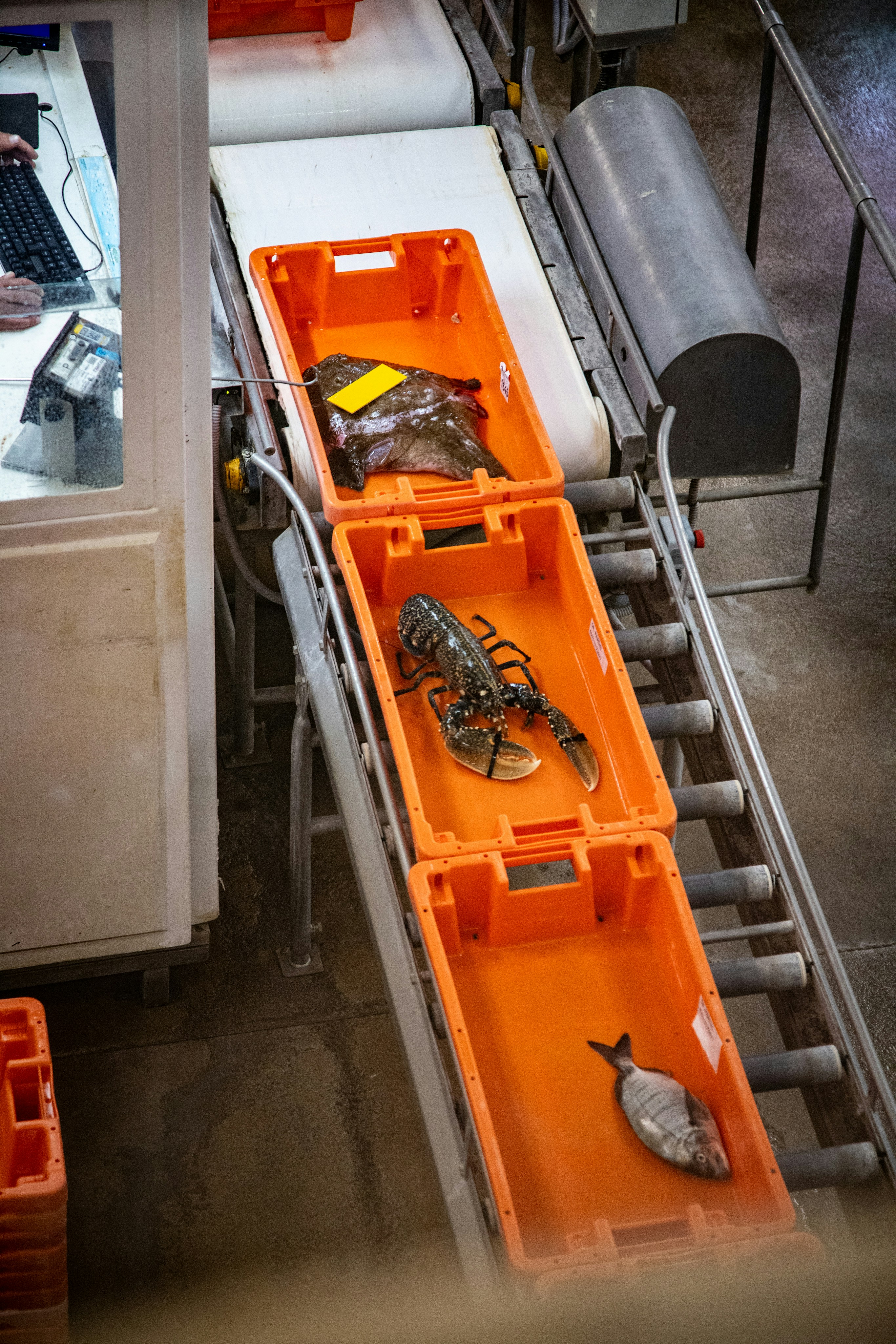 Orange Crates, Wet Floor, and a Seaside Catch: A Glimpse into the Processing Line
