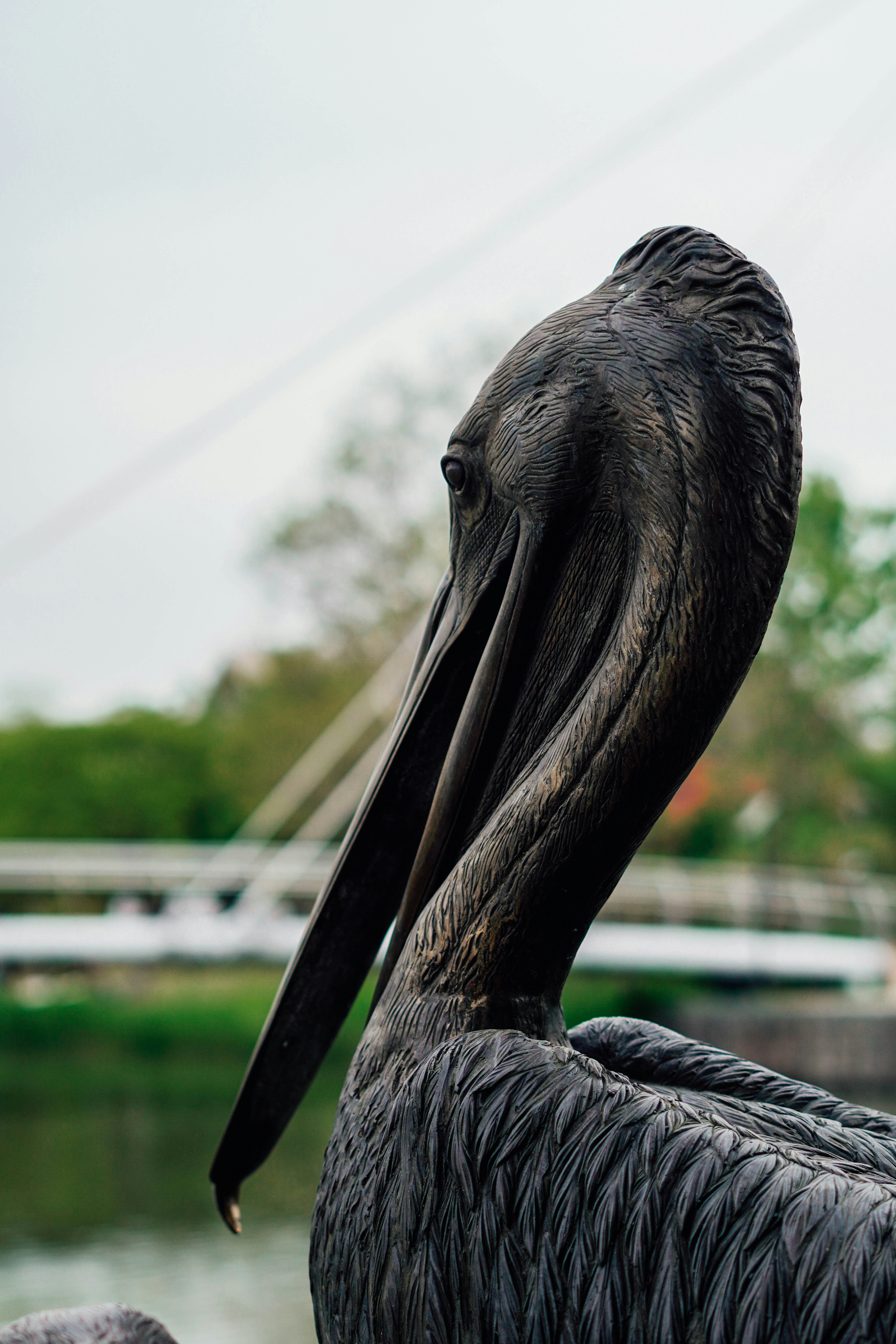 Dark Plume: A Pelican-Edge Portrait by the Lake