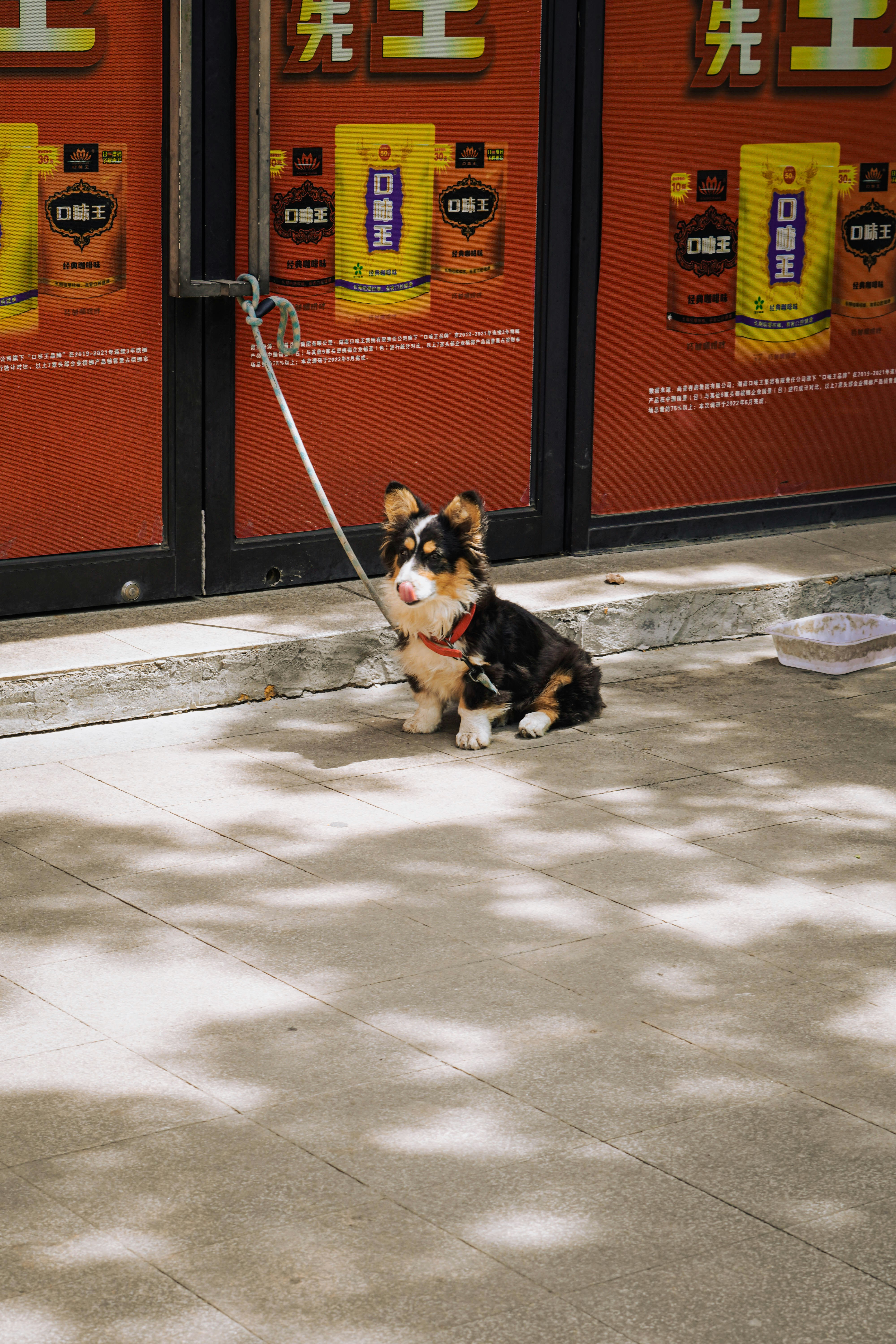 Leashed Pause: a corgi sits calmly before bold red storefronts