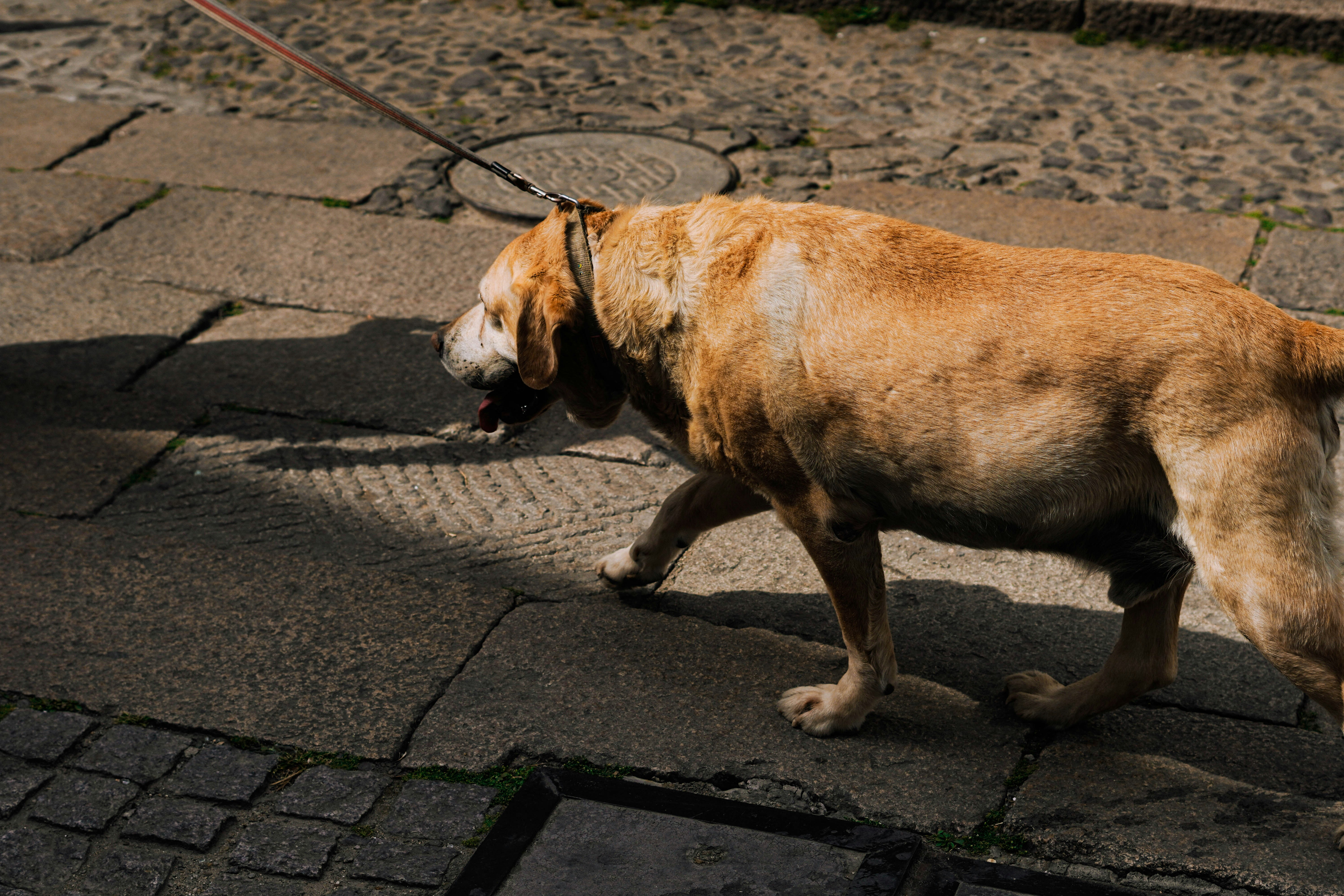 Leisurely Stride: Golden-Orange Hound on a Cobblestone Walk