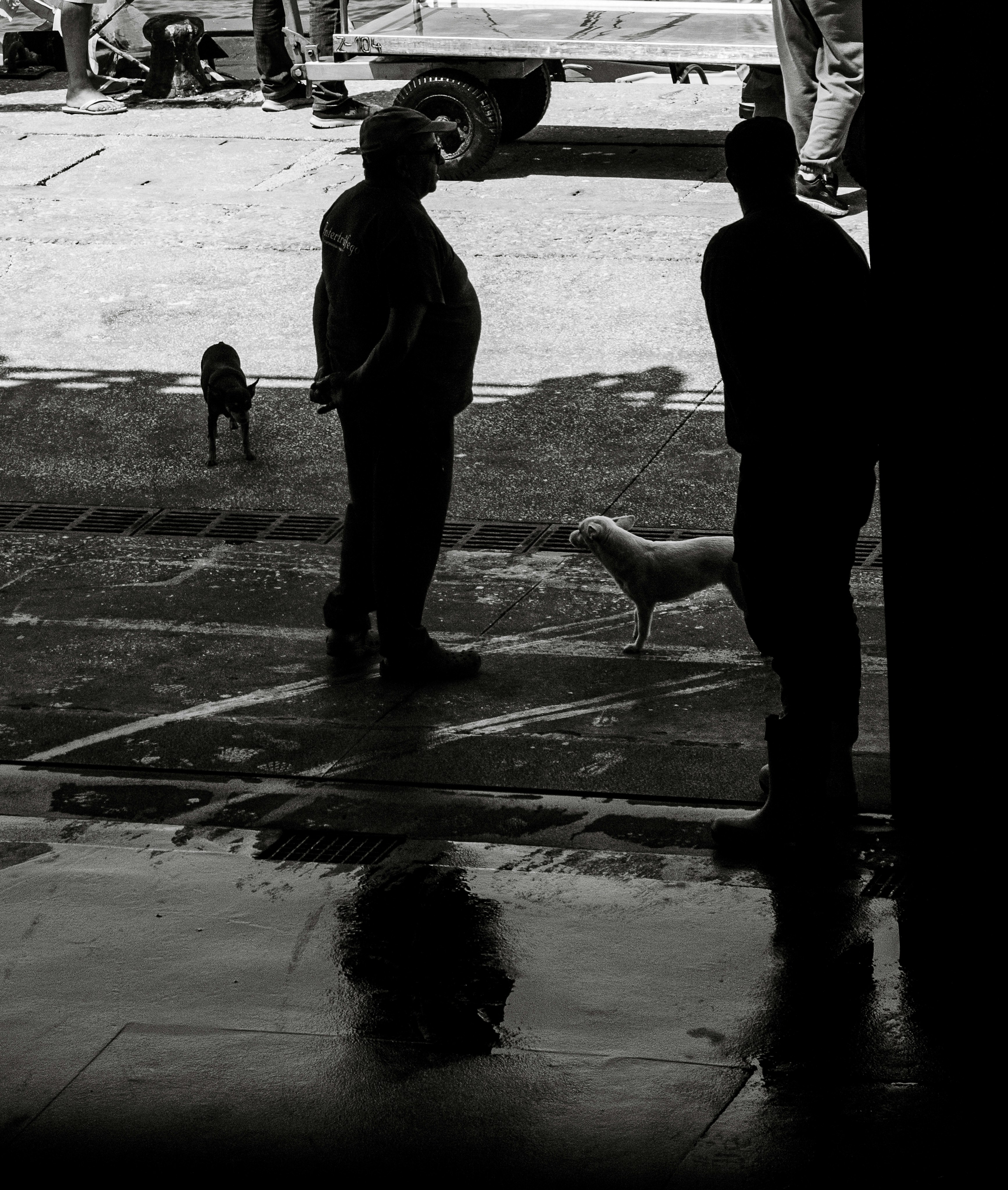 Shadowed Street Portrait: Dogs, Silhouettes, and Quiet Contrast