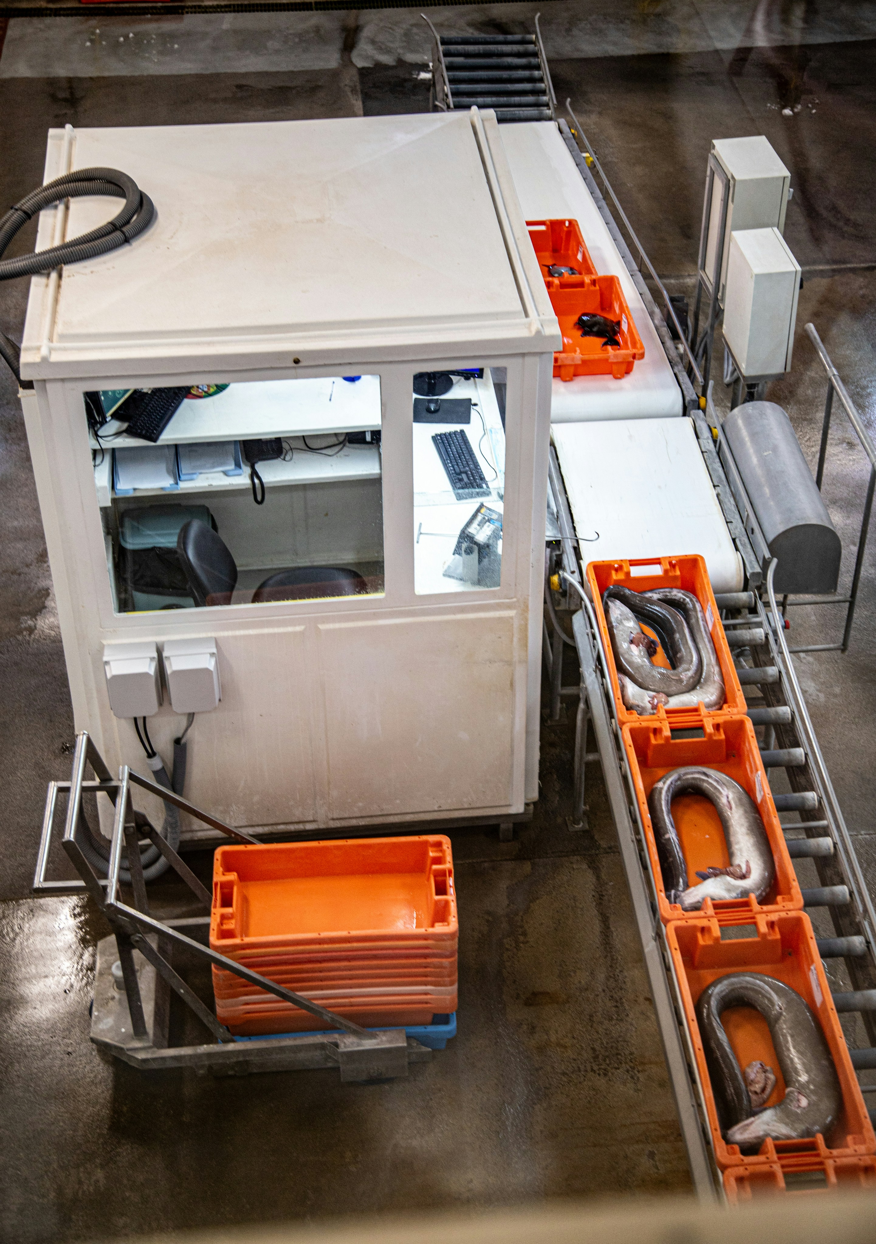 Eels on a conveyor belt in a fish processing plant. photo – Free ...
