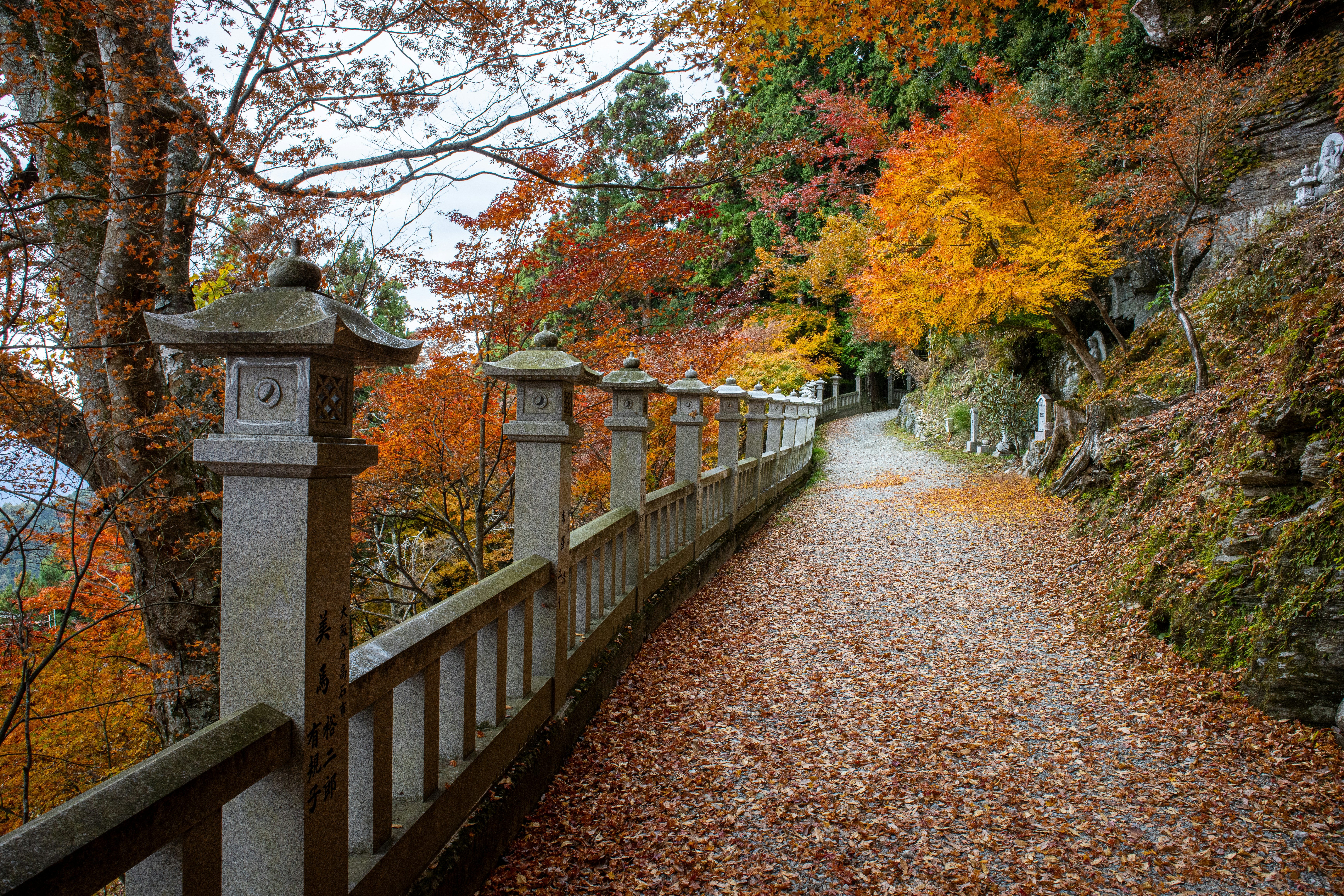 Autumn Path: A Quiet Riverside Walk through Crimson Leaves